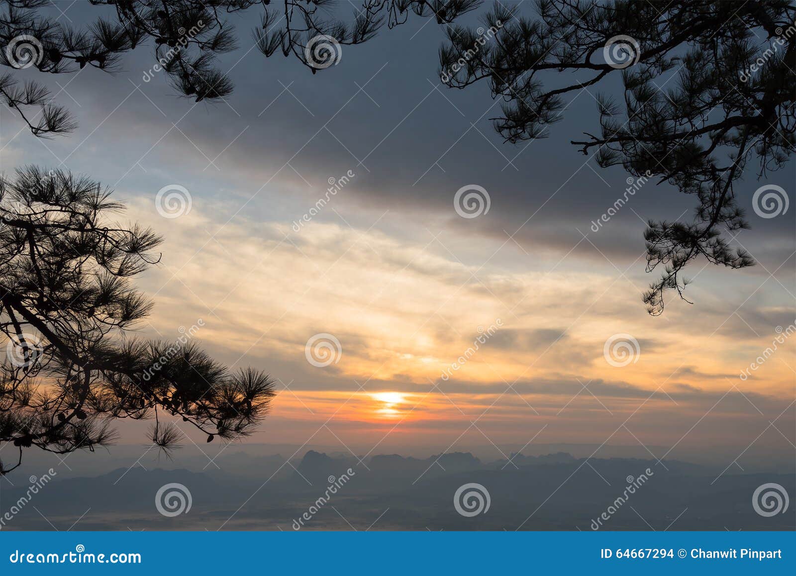 Golden Sunset through Pine Branches. Stock Photo - Image of bright ...