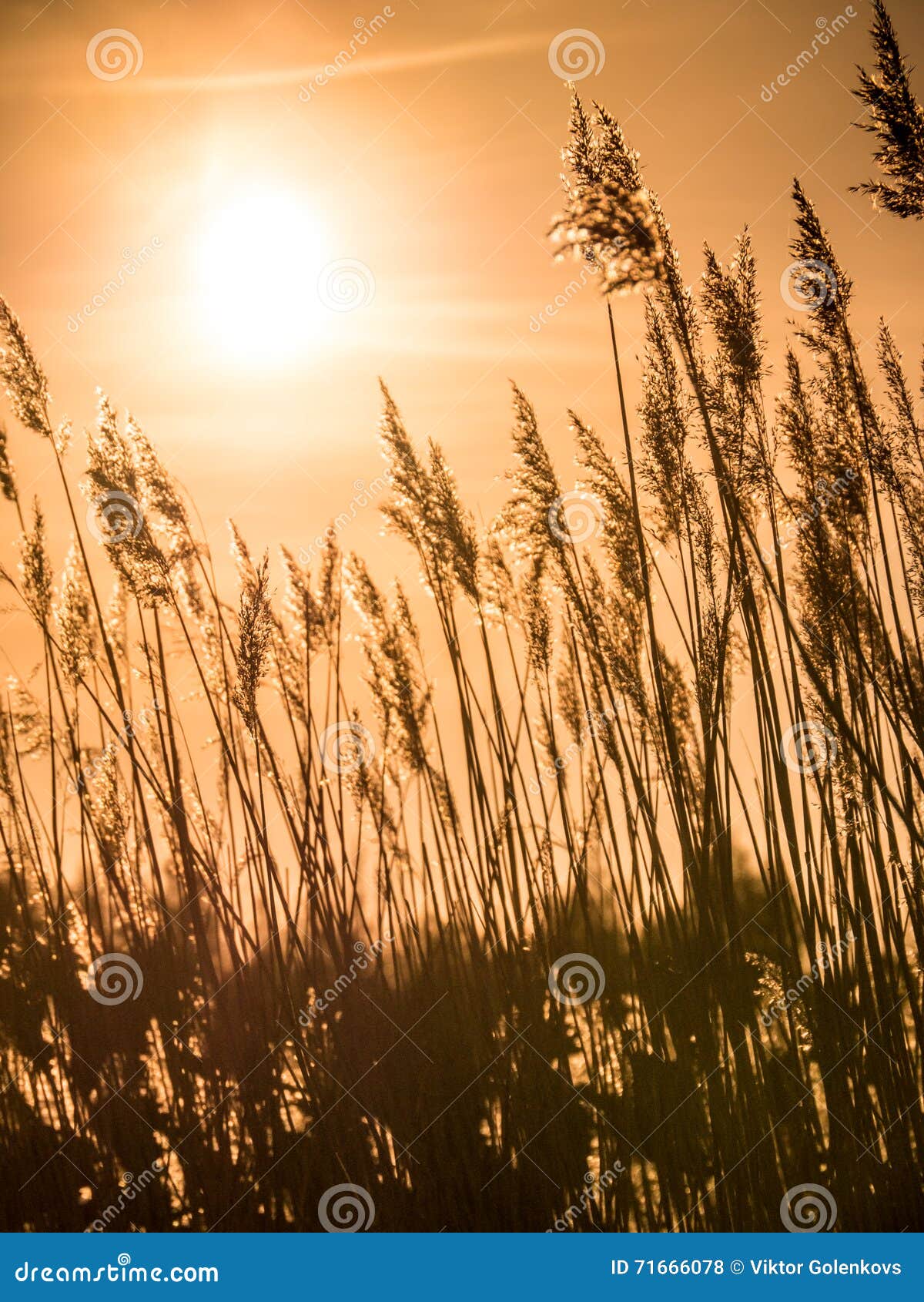Golden Sunset and Reed Grass Stock Photo - Image of bulrush, park: 71666078
