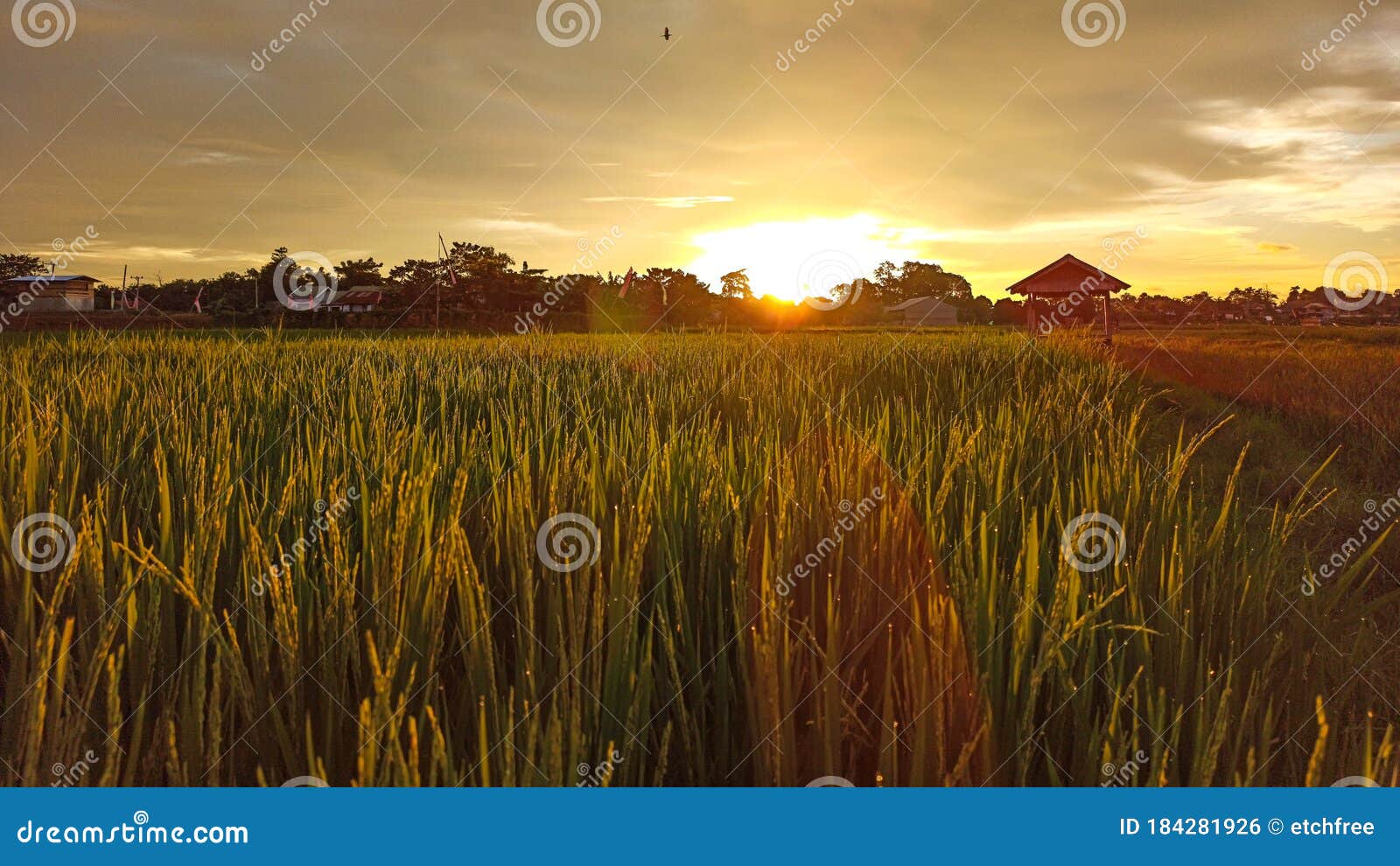 Golden Sunset in the Rice Field Stock Photo - Image of firld, nature ...