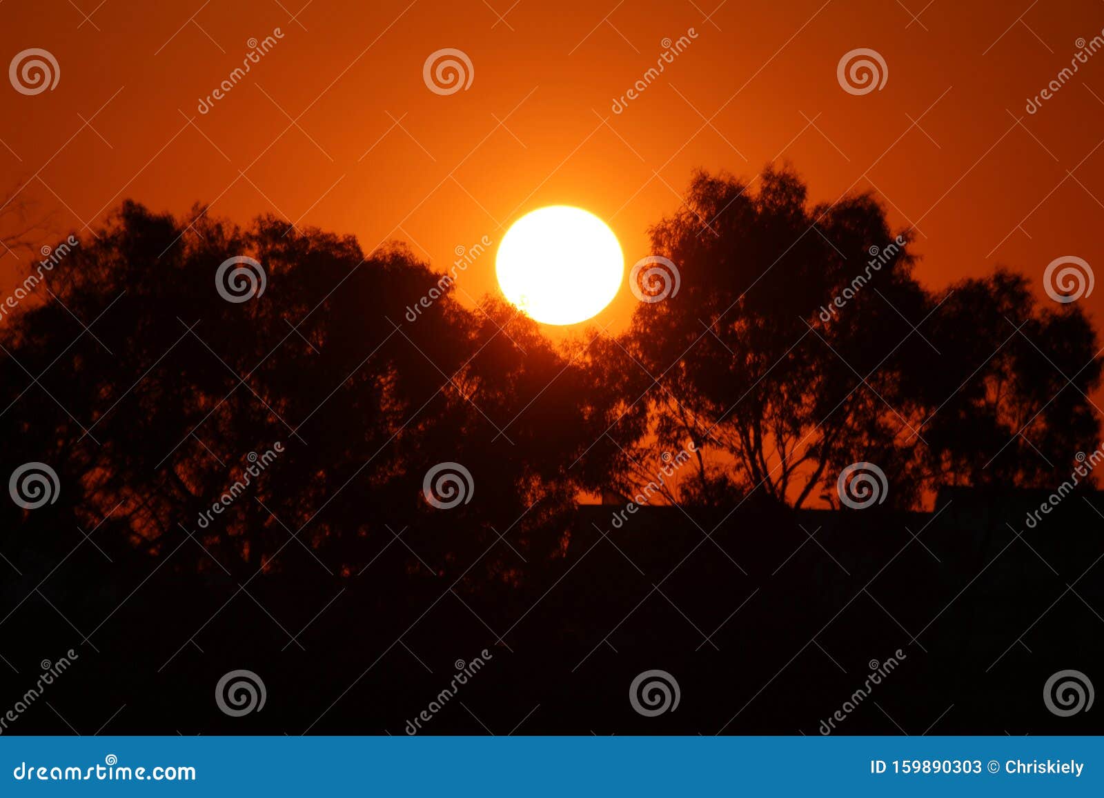 Golden Sunset through Trees Stock Image - Image of morning, beautiful ...