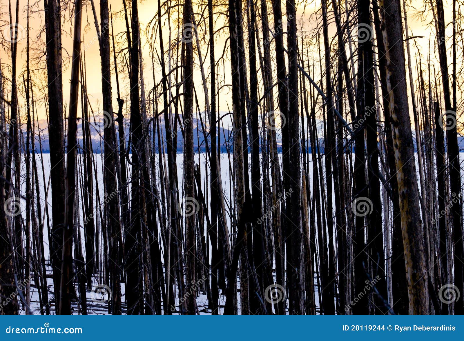 Golden Sunset through Vertical Tree Trunks Stock Photo - Image of ...