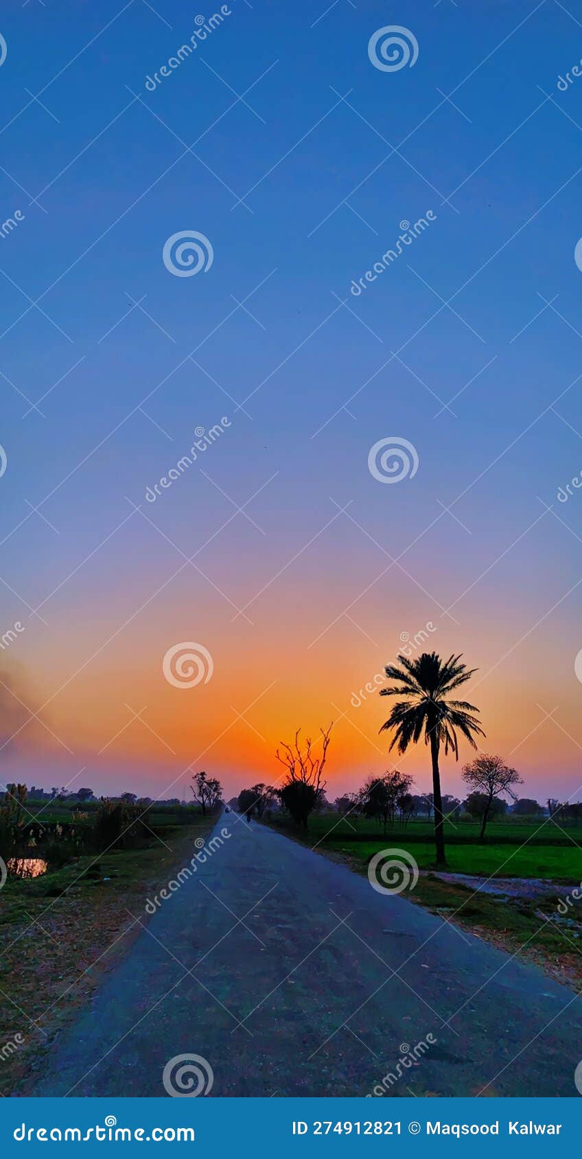 Golden Sunset View with Road and Tree Stock Image - Image of sunset ...