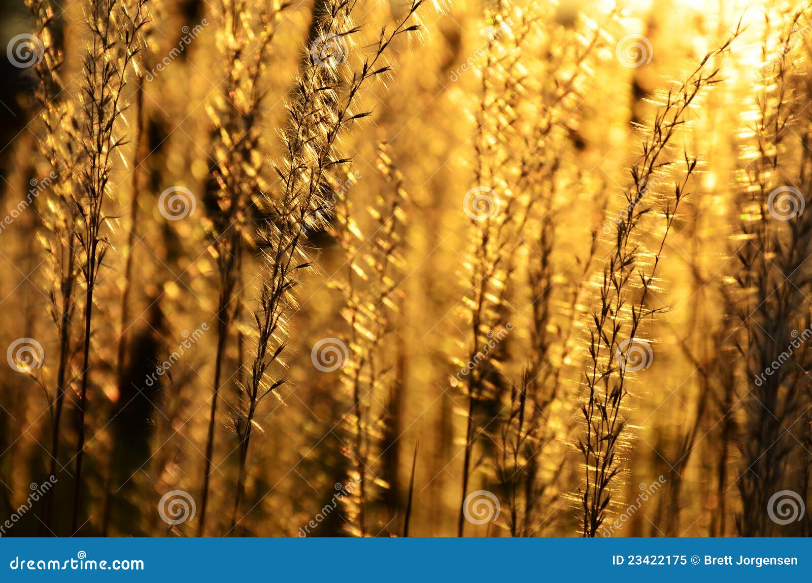 Golden Sunset through Weeds Stock Image - Image of autumn, desktop ...