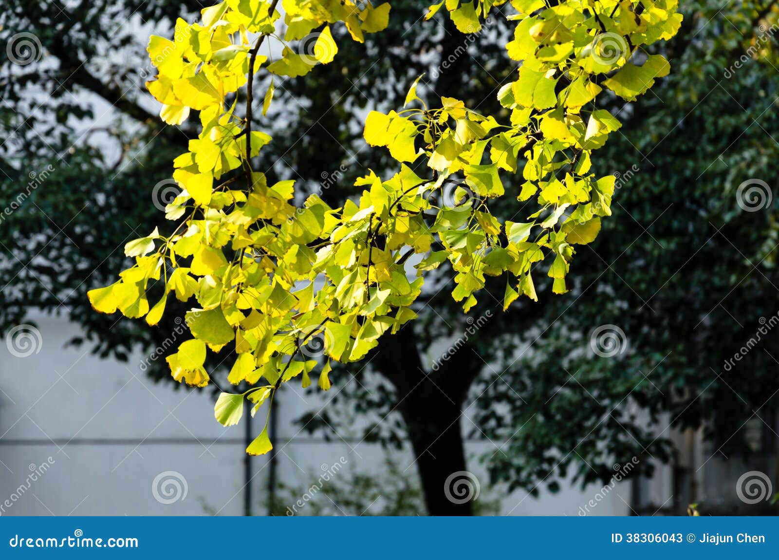 Golden Sunshine and Ginkgo Tree Stock Image - Image of sunshine, golden ...