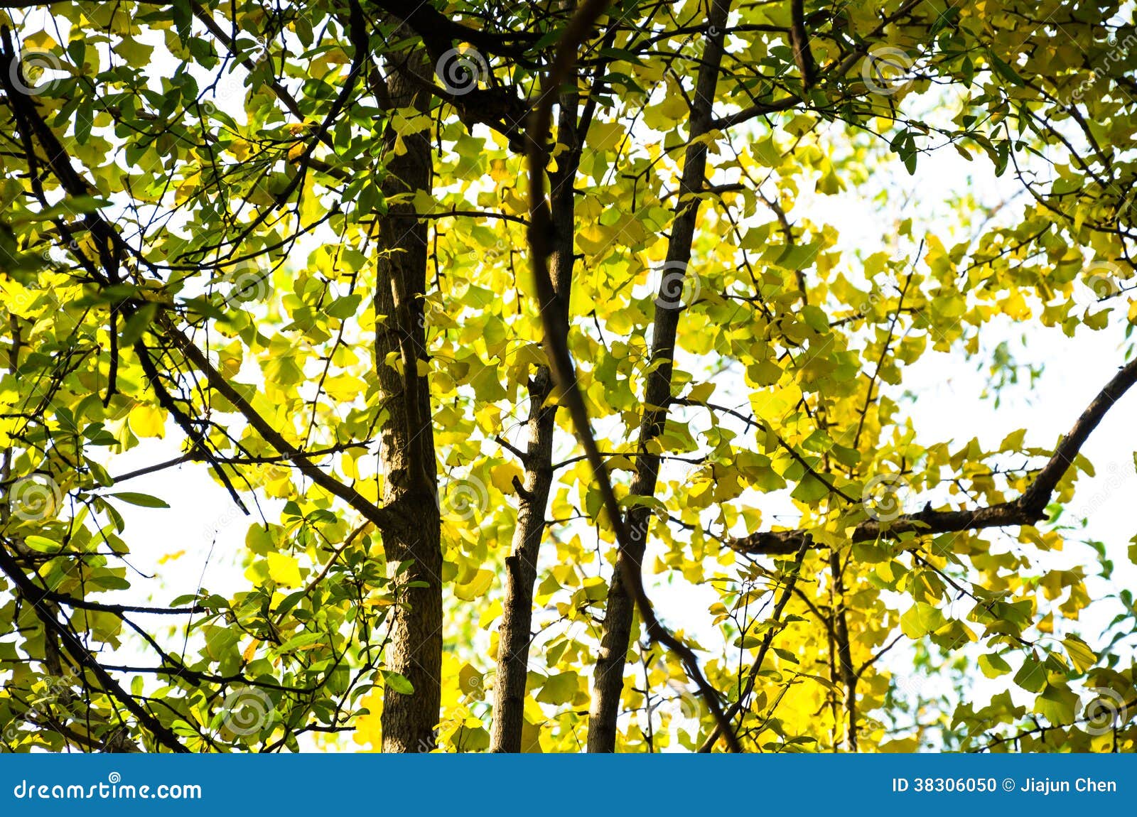 Golden Sunshine and Ginkgo Tree Stock Photo - Image of leaf, branch ...