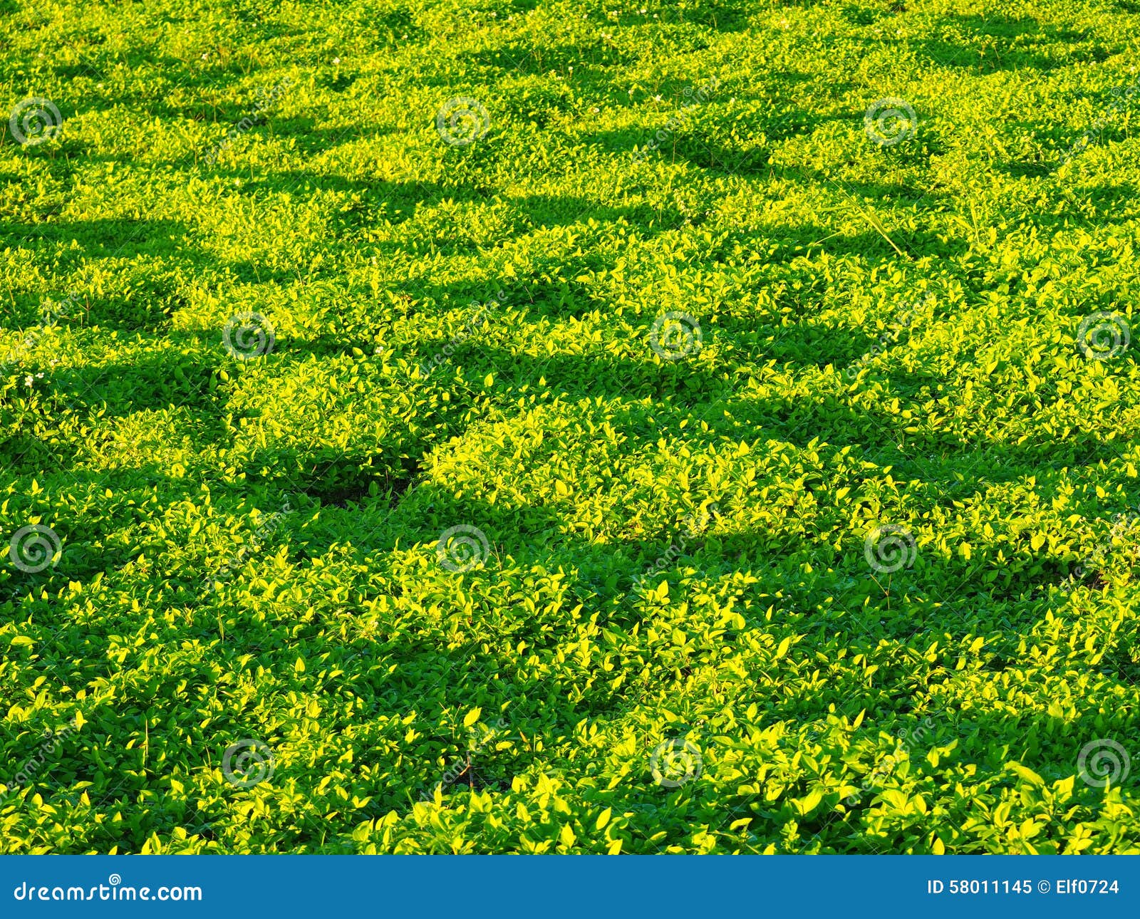 Golden Sunshine on Green Grass Stock Image - Image of flowers, fresh ...