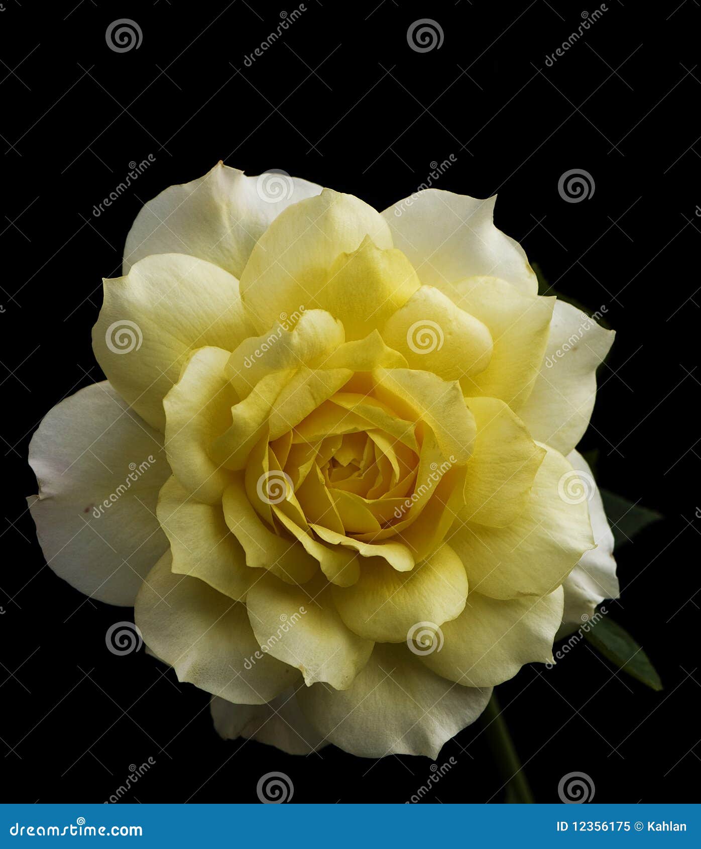 Golden Sunshine rose stock image. Image of full, bush - 12356175