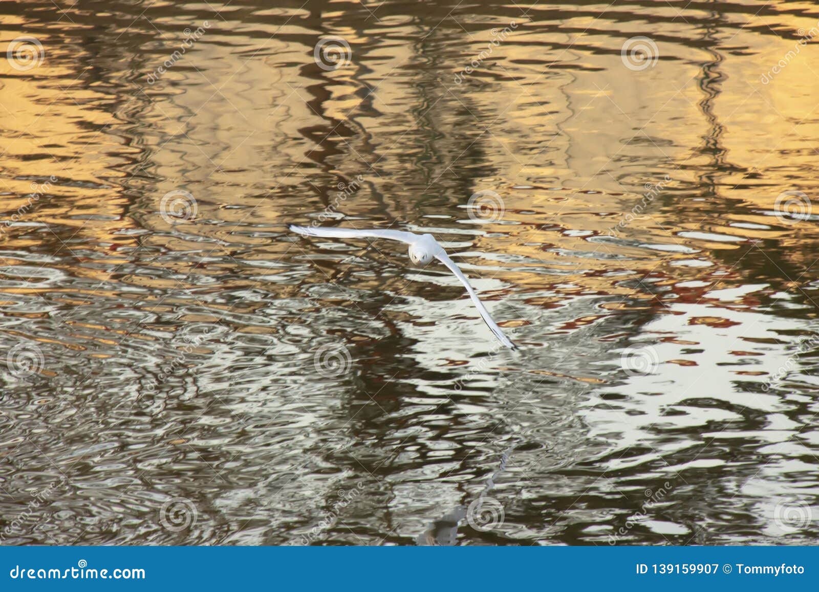Golden surface seagull stock image. Image of blue, pond - 139159907
