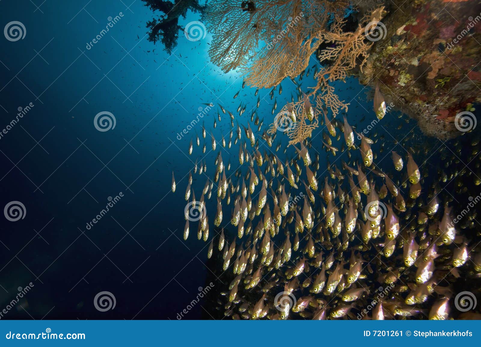 Golden sweeper stock image. Image of colony, fish, white - 7201261