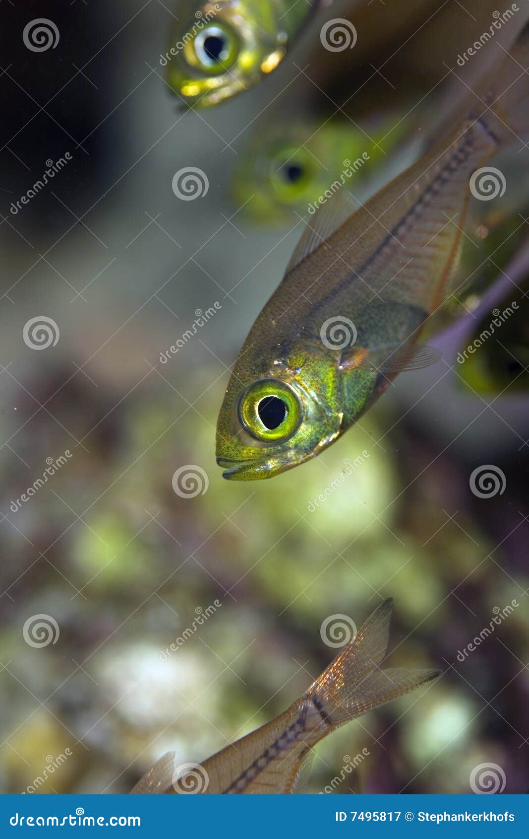 Golden sweeper stock image. Image of marine, white, sweeper - 7495817