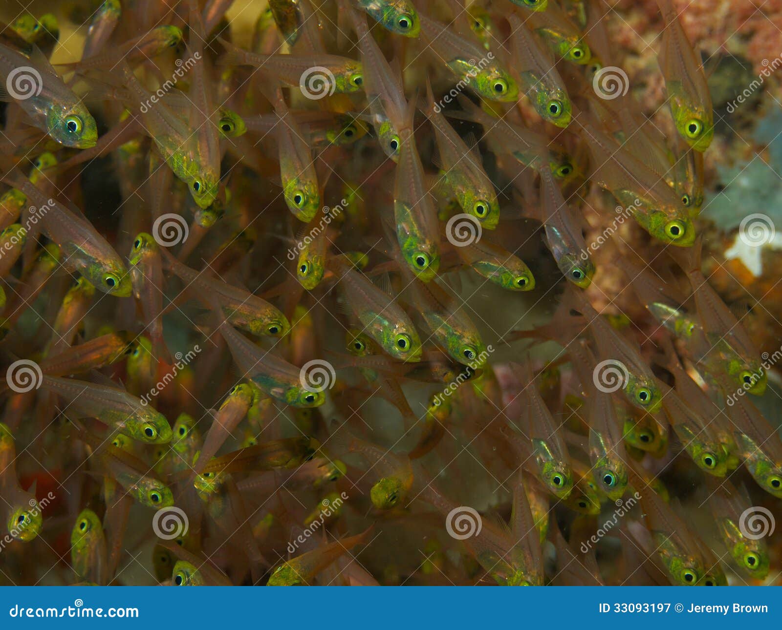 Golden Sweeper stock image. Image of tropical, orange - 33093197