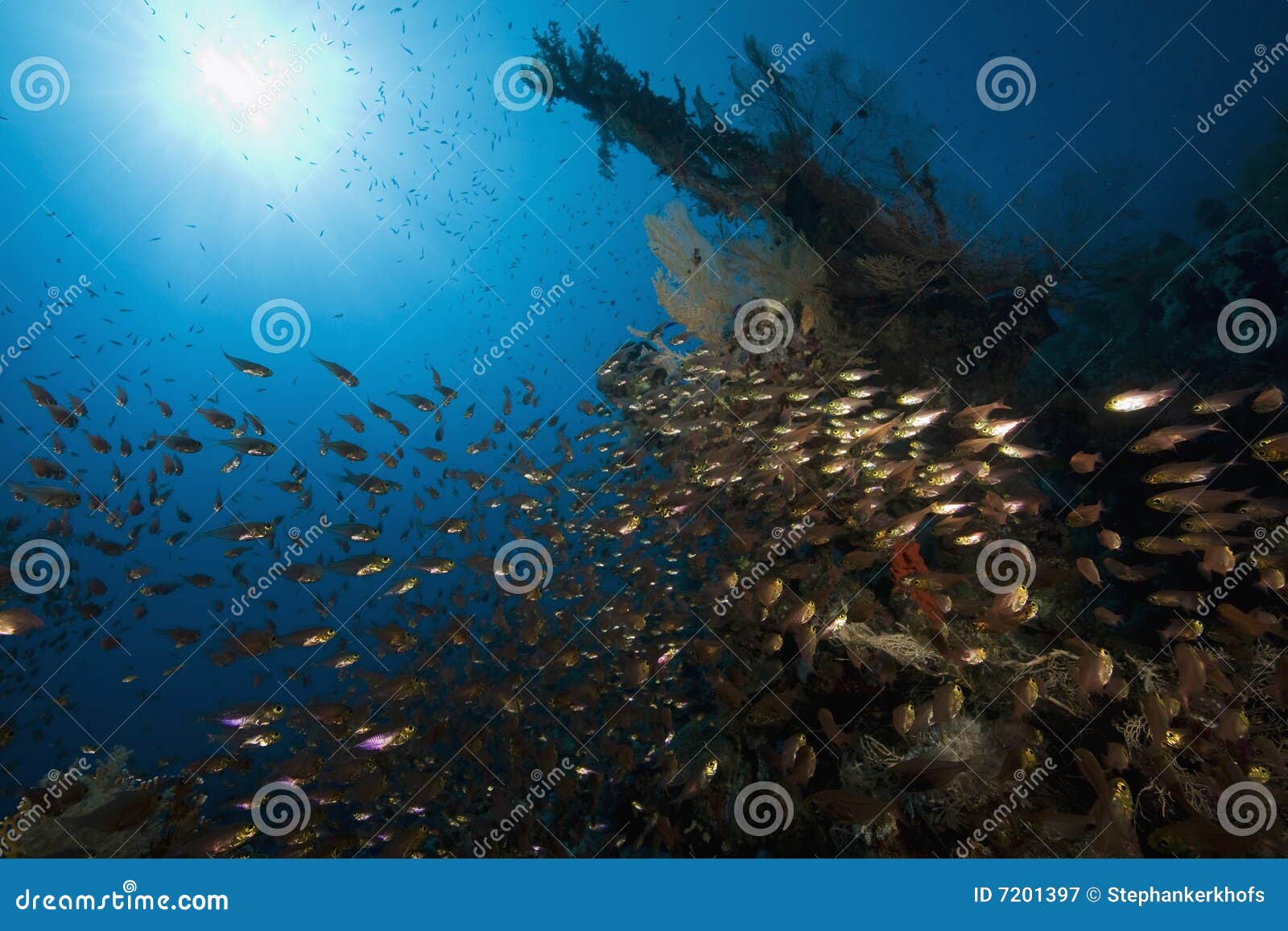 Golden Sweeper (parapriacanthus Ransonneti) Stock Image - Image of ...