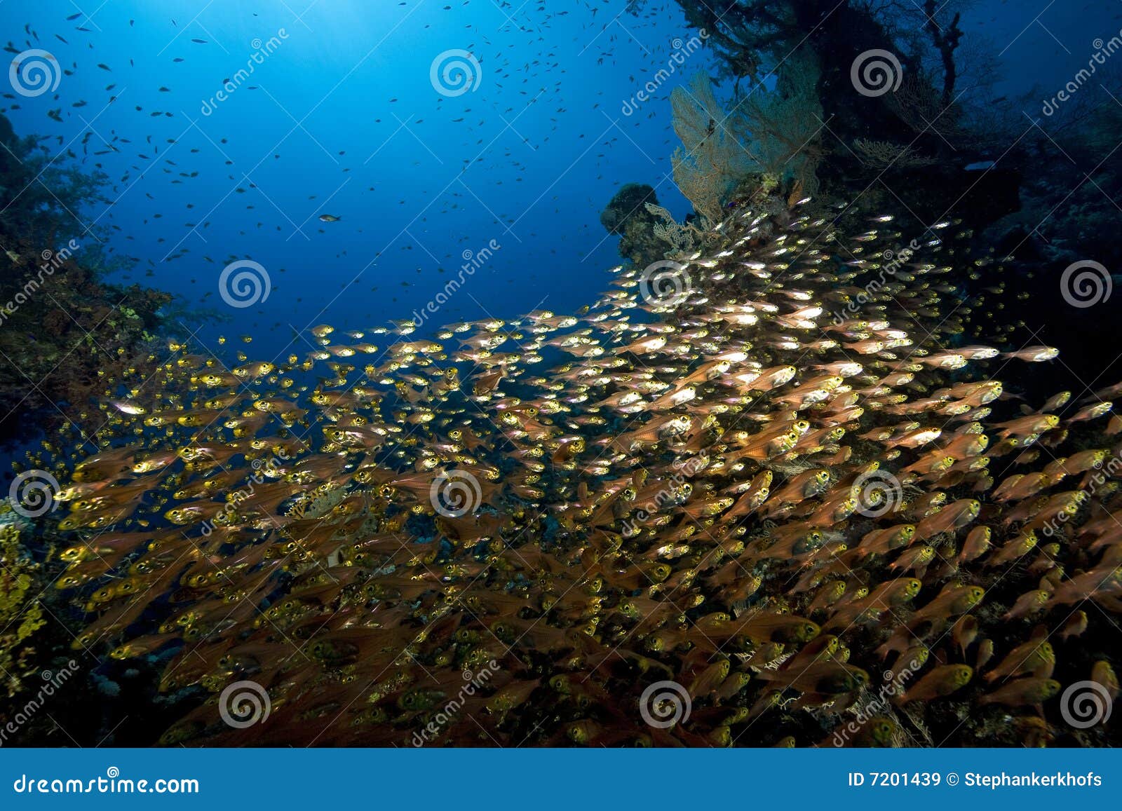 Golden Sweeper (parapriacanthus Ransonneti) Stock Image - Image of ...
