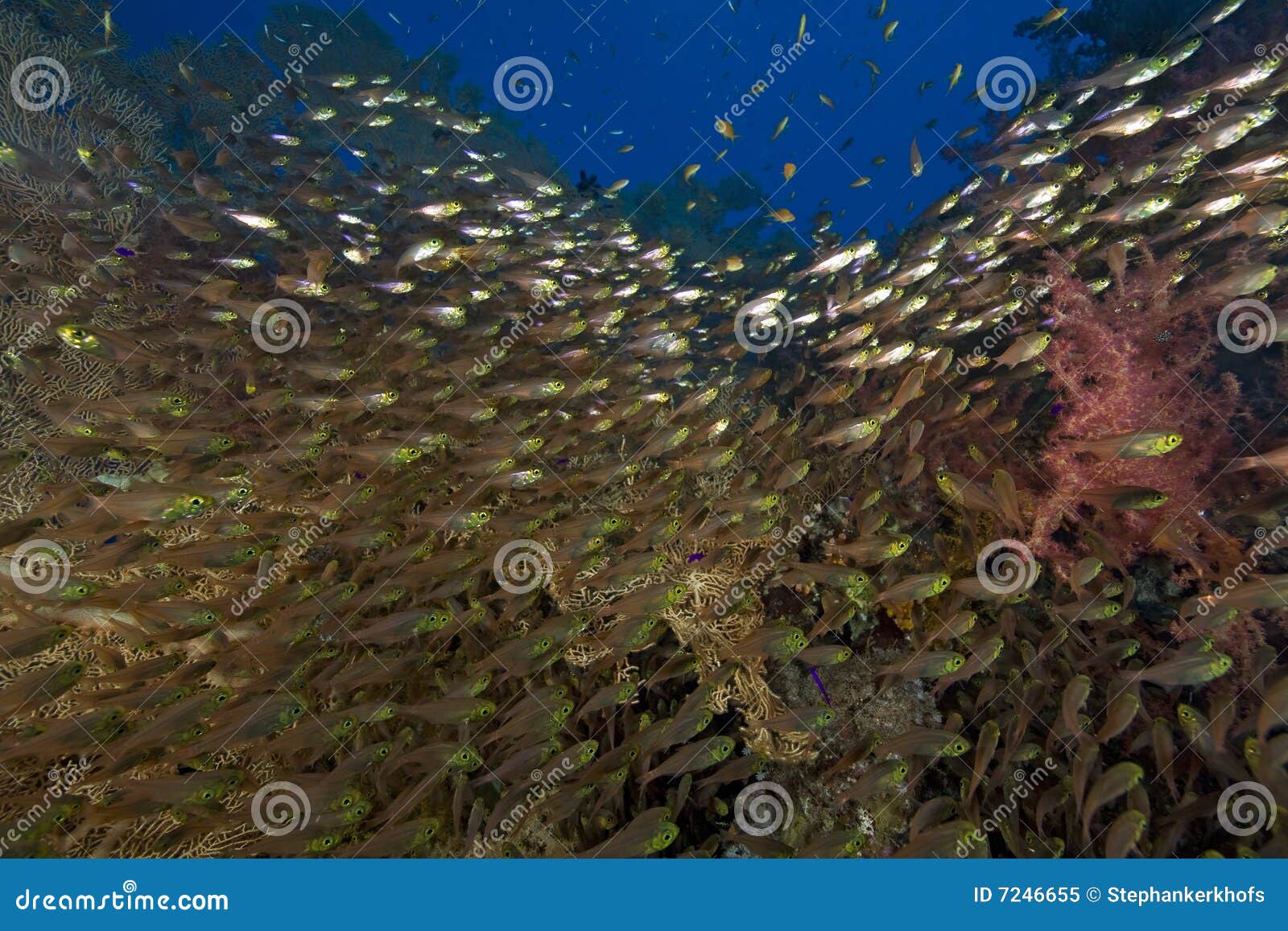 Golden Sweeper (parapriacanthus Ransonneti) Stock Image - Image of ...
