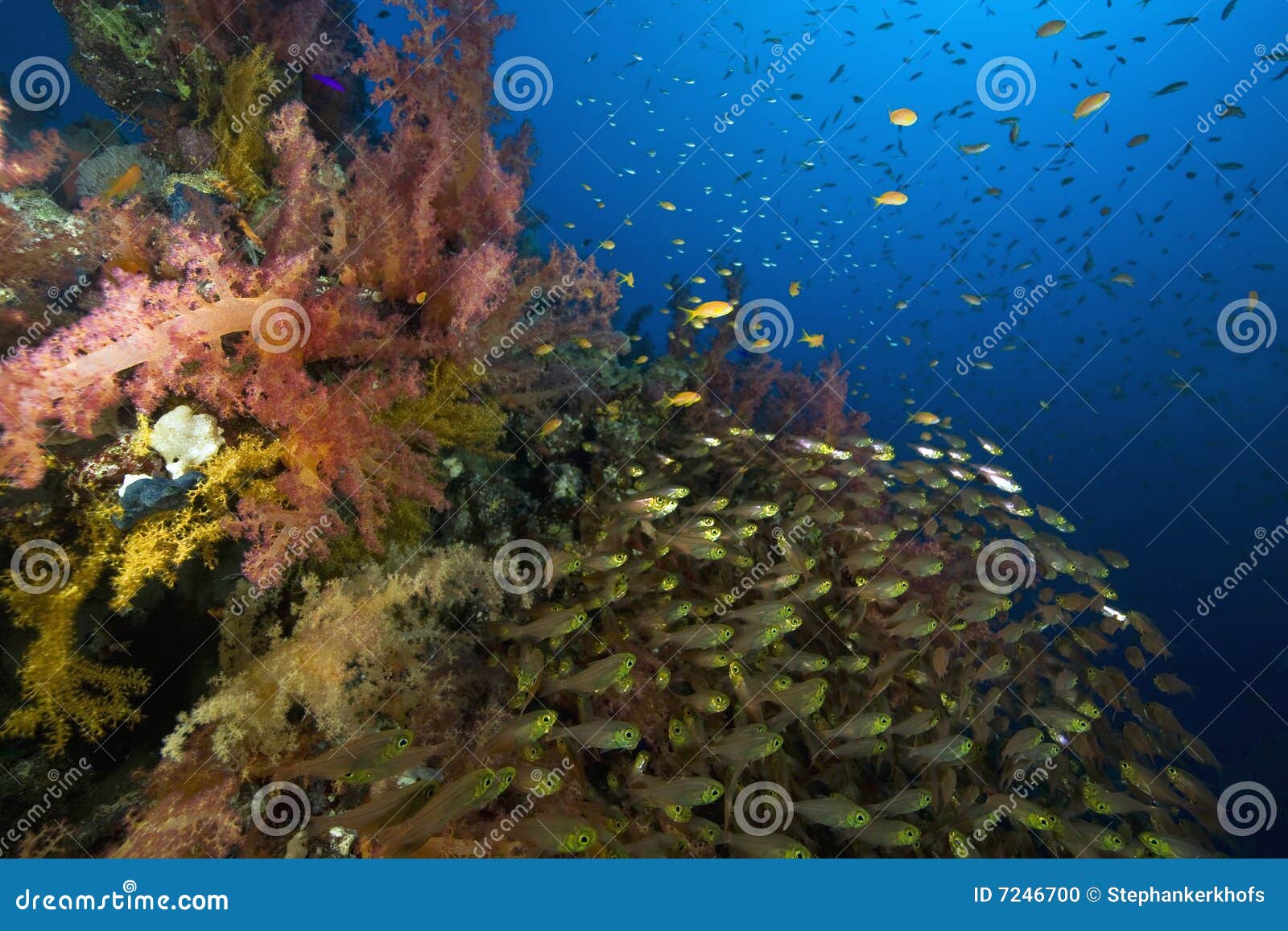 Golden Sweeper (parapriacanthus Ransonneti) Stock Photo - Image of ...