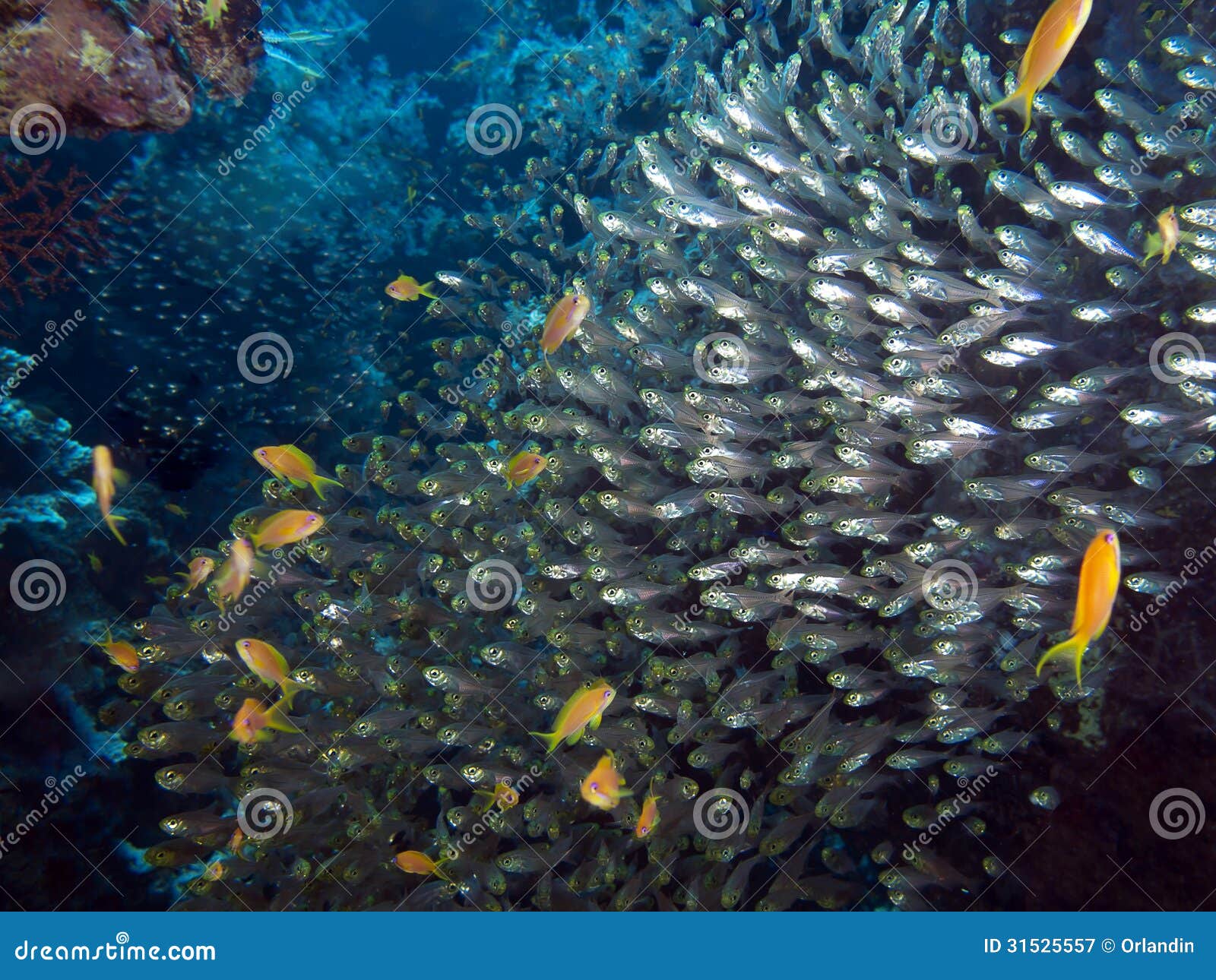 Golden sweeper stock image. Image of bright, marine, coral - 31525557