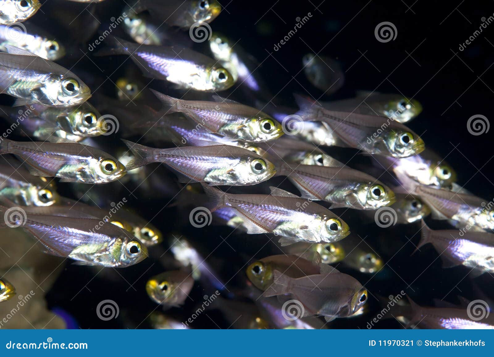 Golden sweepers stock image. Image of serene, rolling - 11970321