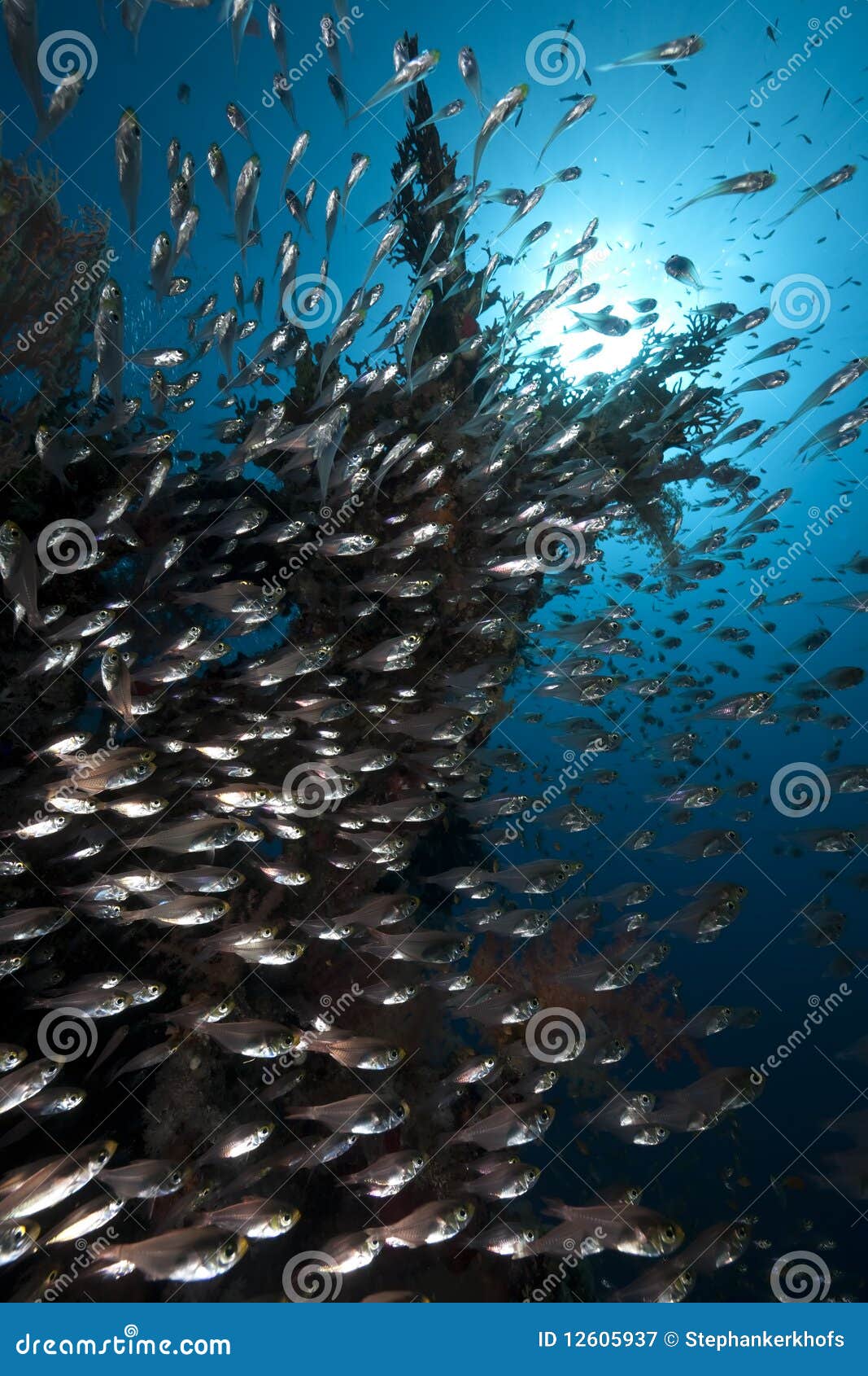 Golden Sweepers, Coral and Ocean Stock Image - Image of sunbeam ...