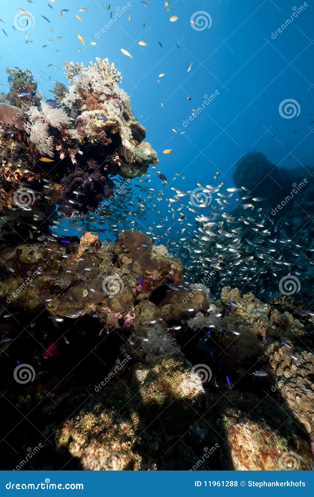 Golden sweepers and ocean stock photo. Image of ocean - 11961288