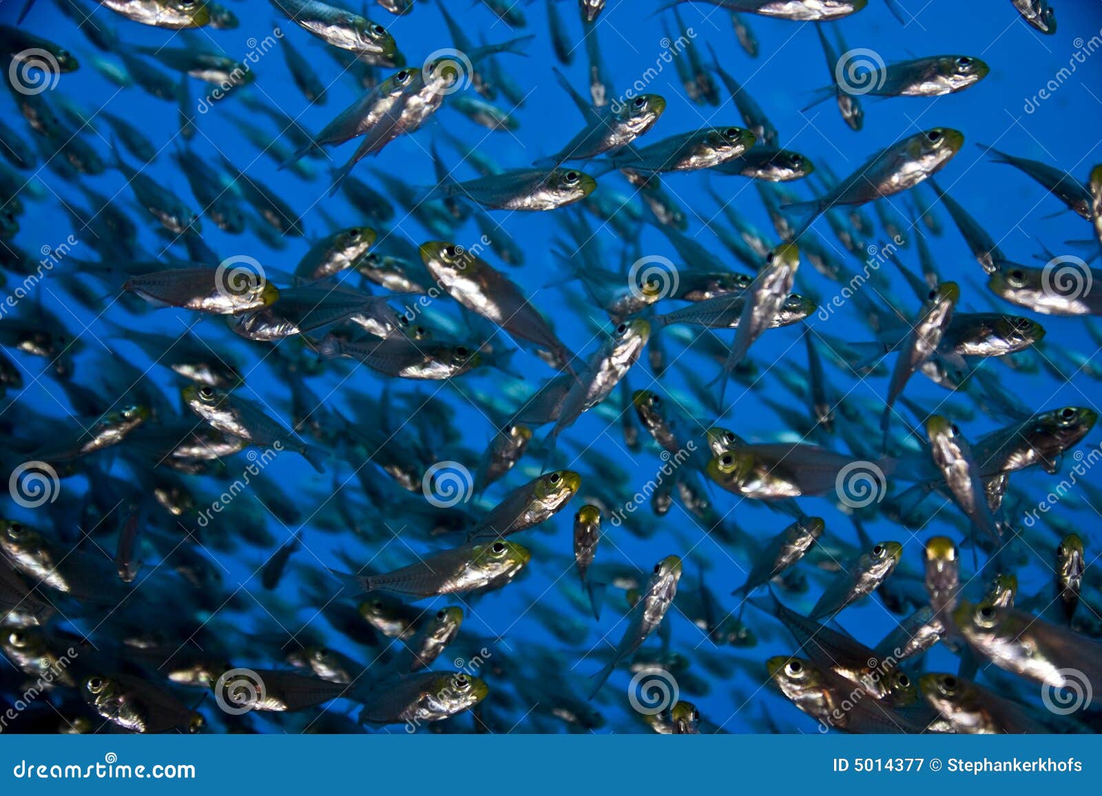 Golden Sweepers (parapriacanthus Ransonneti) Picture. Image: 5014377