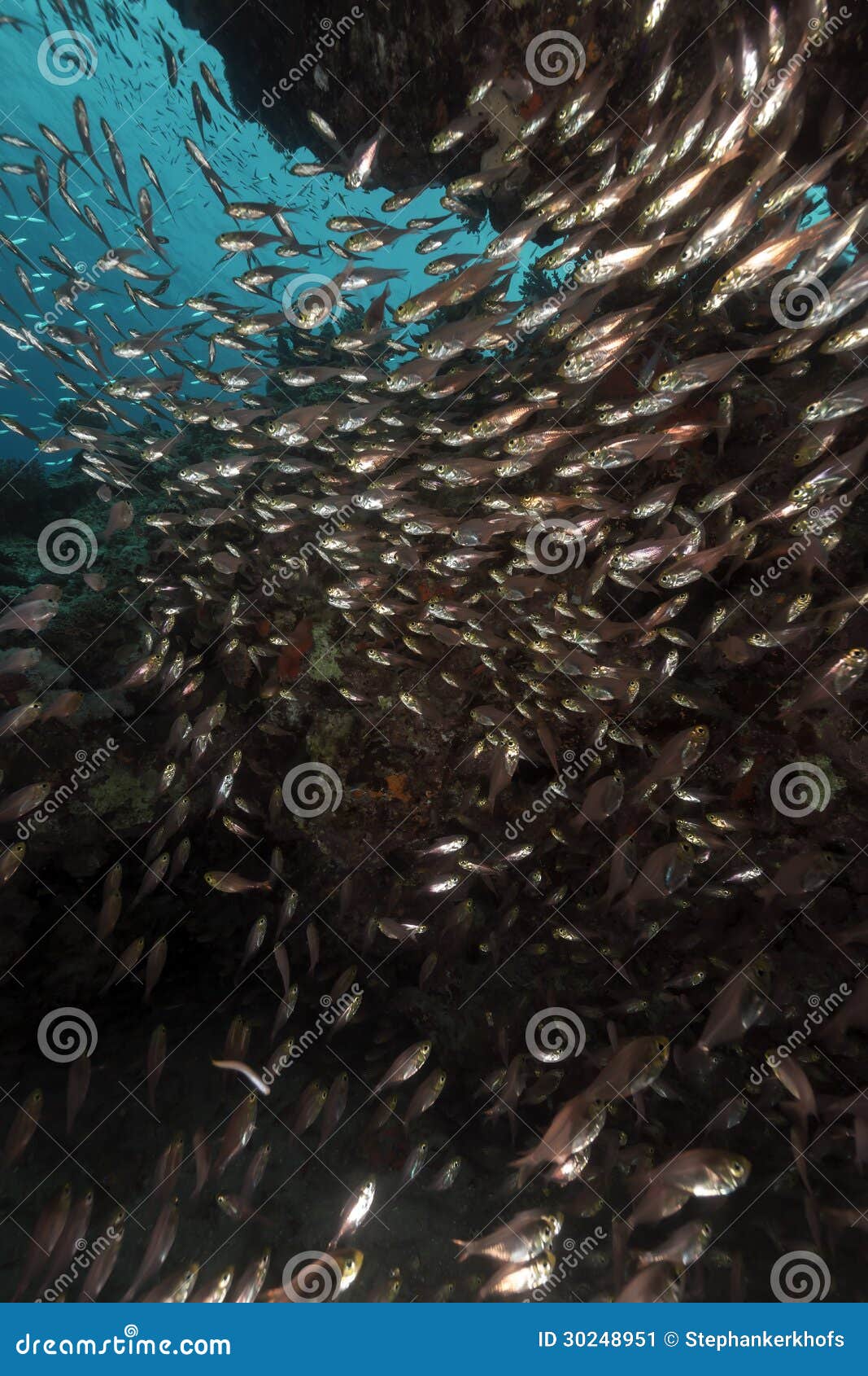 Golden Sweepers in the Red Sea. Stock Image - Image of aquatic ...
