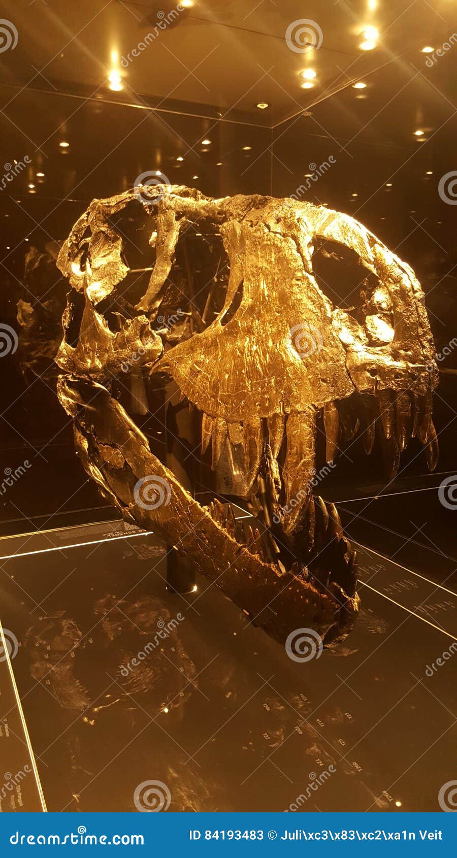 Golden T-Rex skull stock image. Image of gold, skull - 84193483