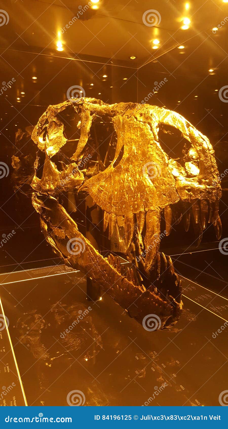 Golden T-Rex skull editorial image. Image of naturkundemuseum - 84196125