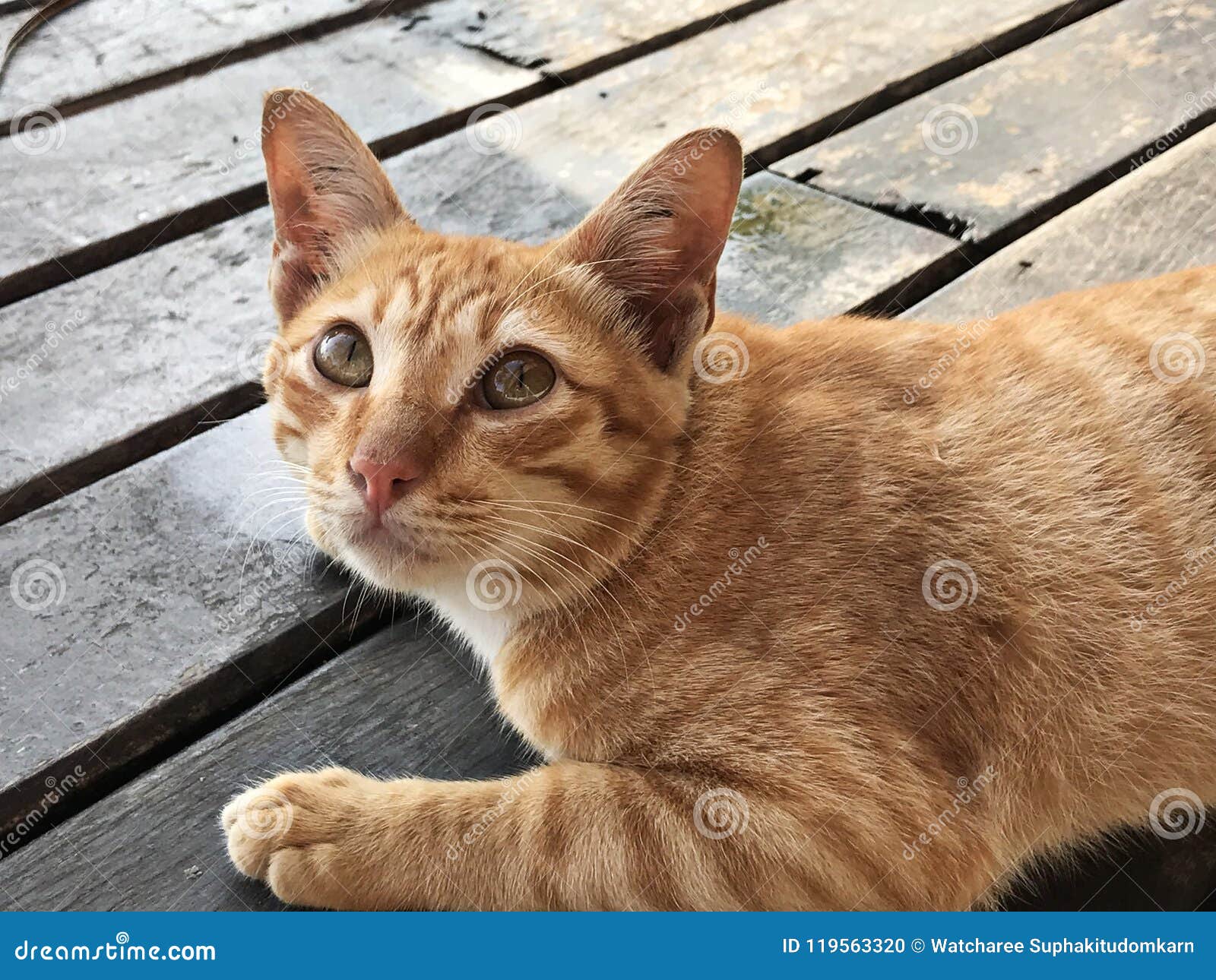 A golden tabby cat. stock photo. Image of hair, cuddly - 119563320