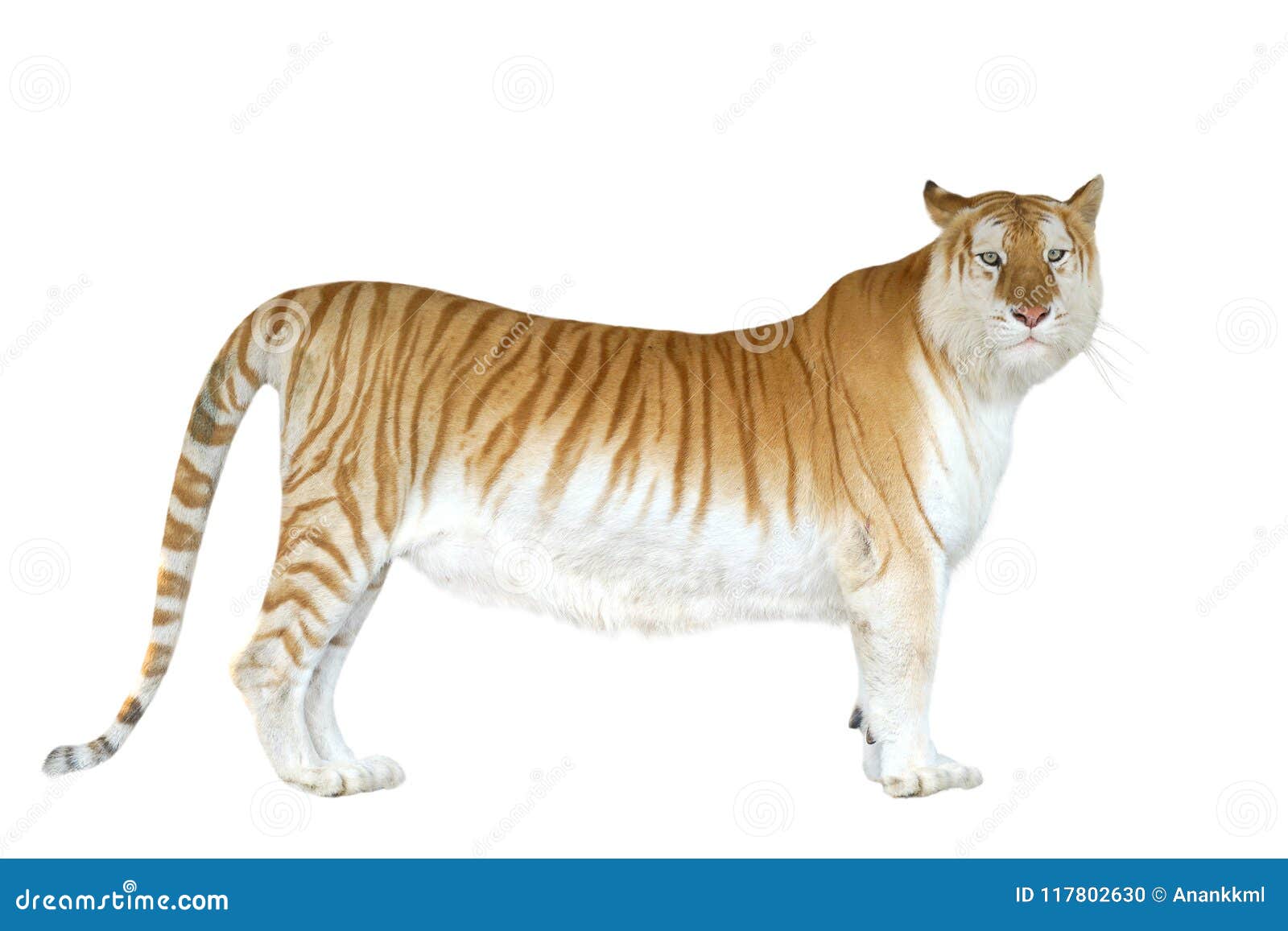 Golden Tabby Tiger or Strawberry Tiger Stock Photo - Image of tigris ...