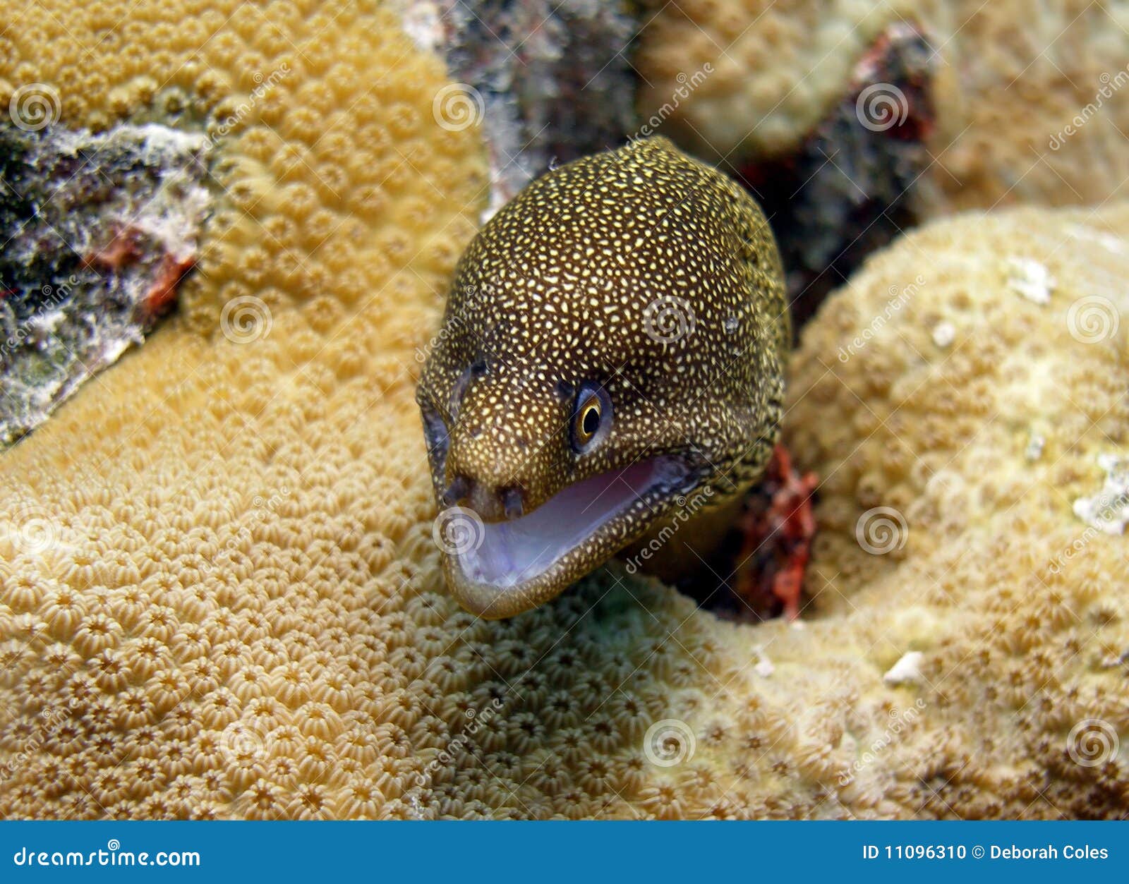 Golden Tail Moray Eel stock photo. Image of reef, spotted - 11096310