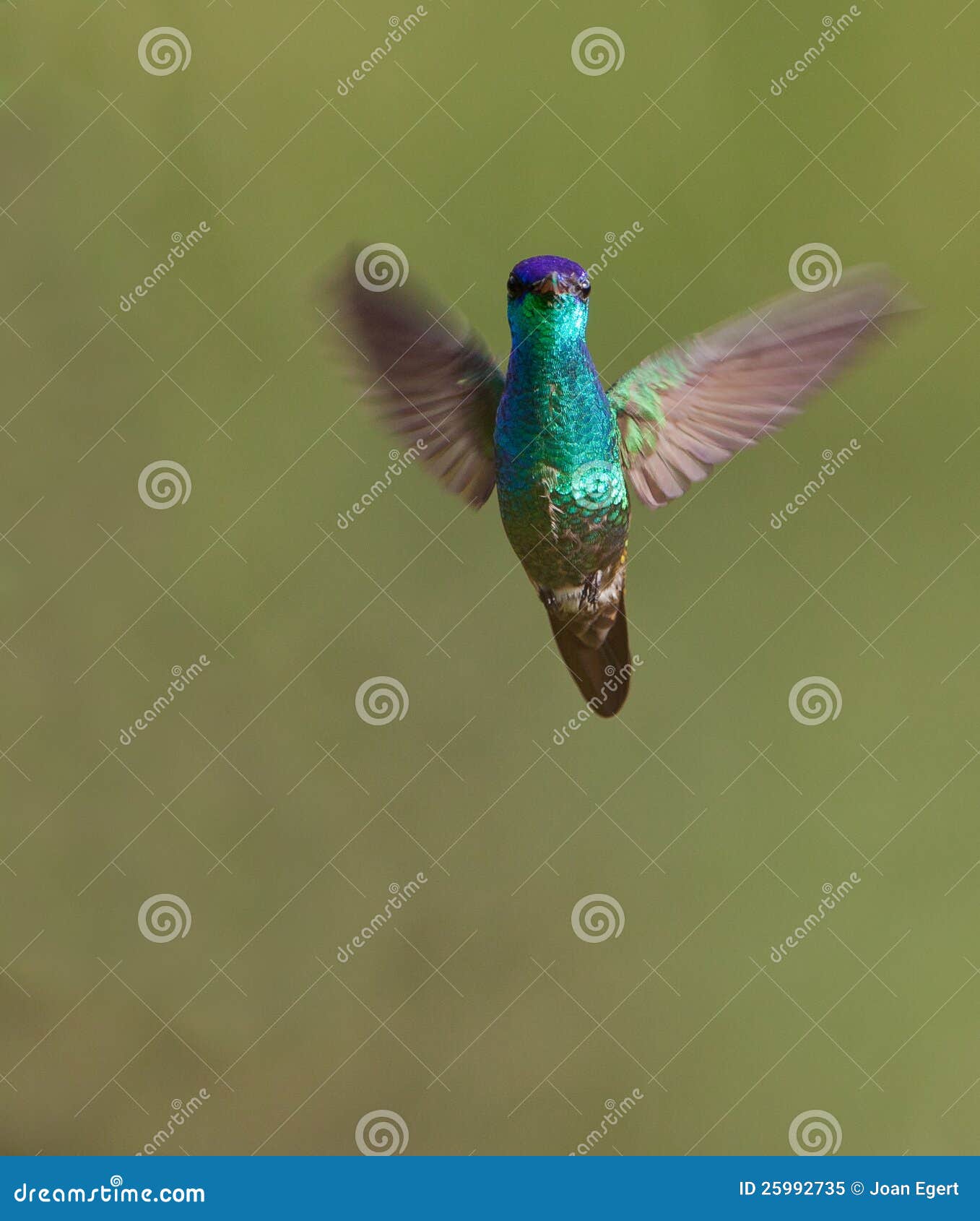 Golden-tailed Sapphire in Flight Stock Image - Image of northwestern ...