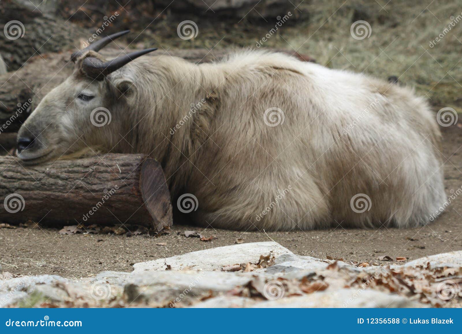 Golden takin stock photo. Image of budorcas, goat, antelope - 12356588