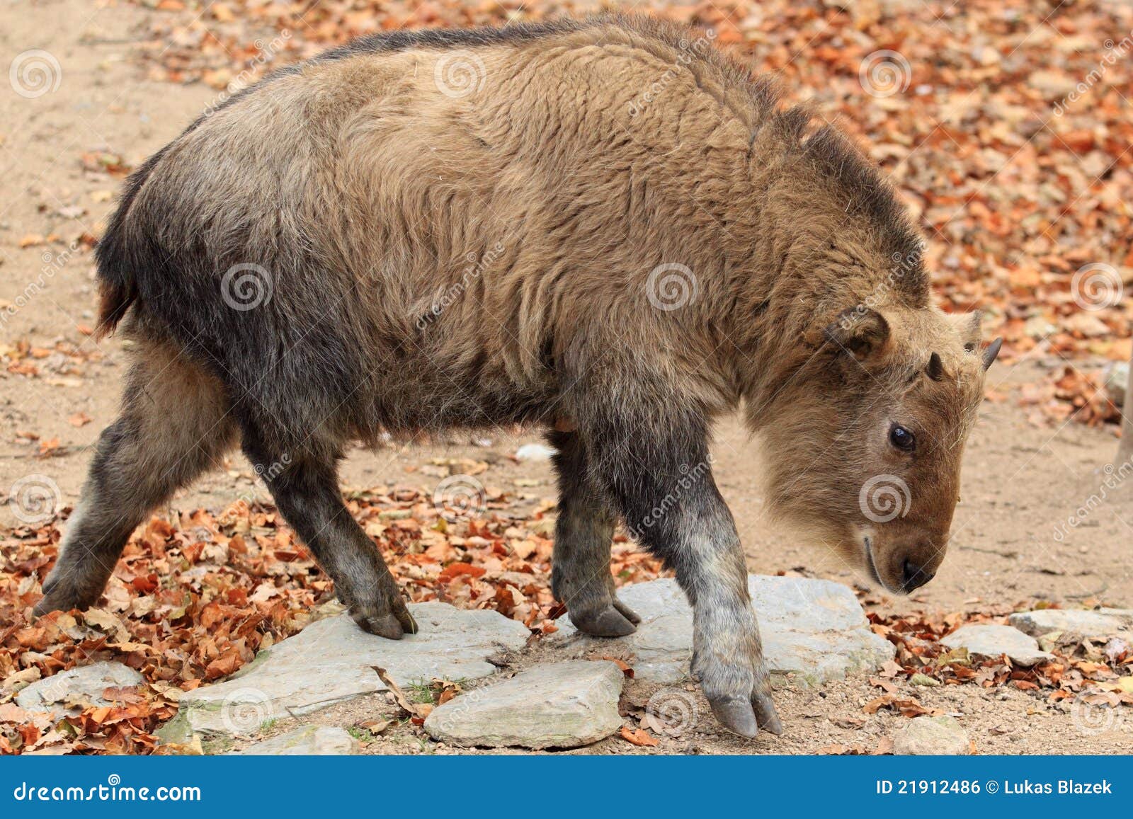 Golden takin stock photo. Image of mammal, golden, strolling - 21912486