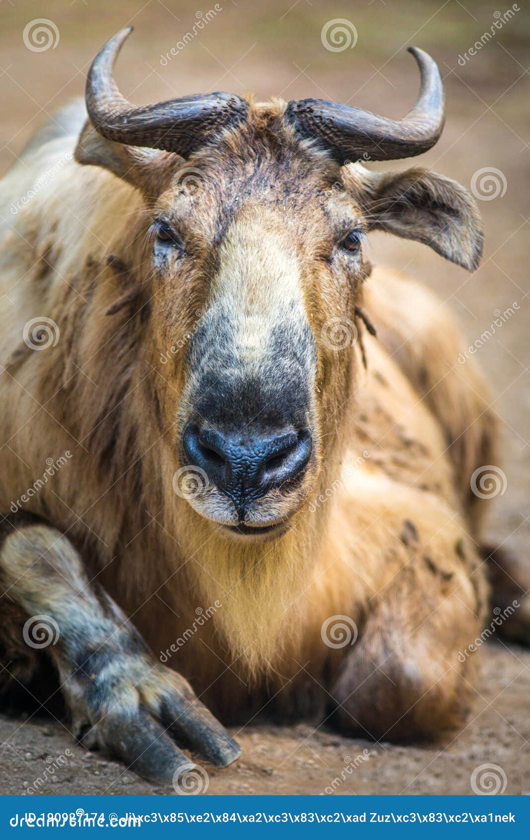 Golden Takin Portrait in Nature Stock Photo - Image of buffalo, bull ...