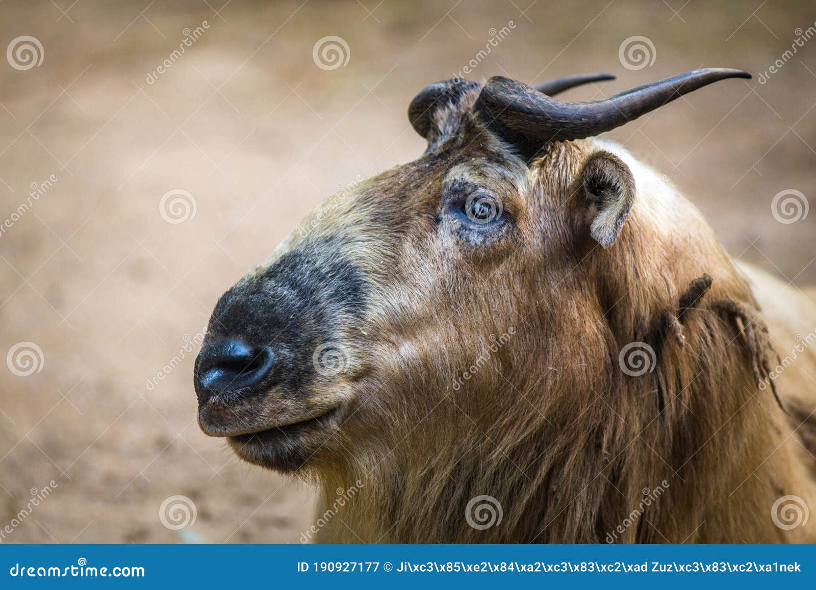 Golden Takin (Budorcas Taxicolor Bedfordi). Royalty-Free Stock Photo ...