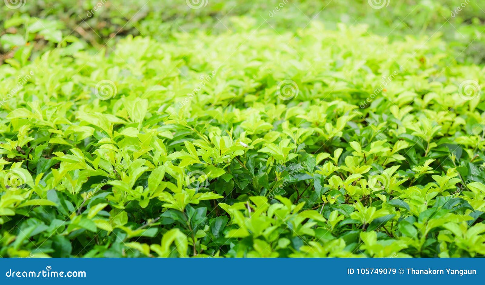 Golden tea tree. stock image. Image of yellow, light - 105749079