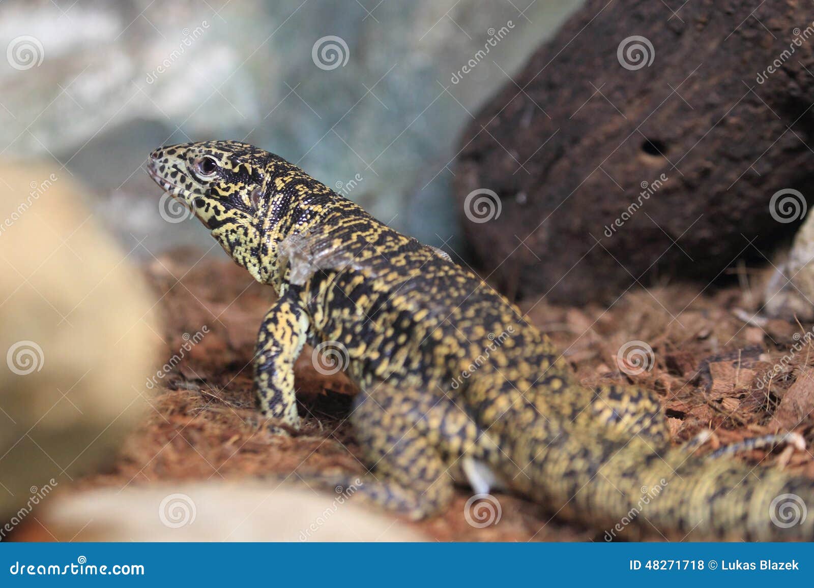Golden Tegu Tupinambis Teguixin Rests On A Stone, Shallow Dept Stock ...