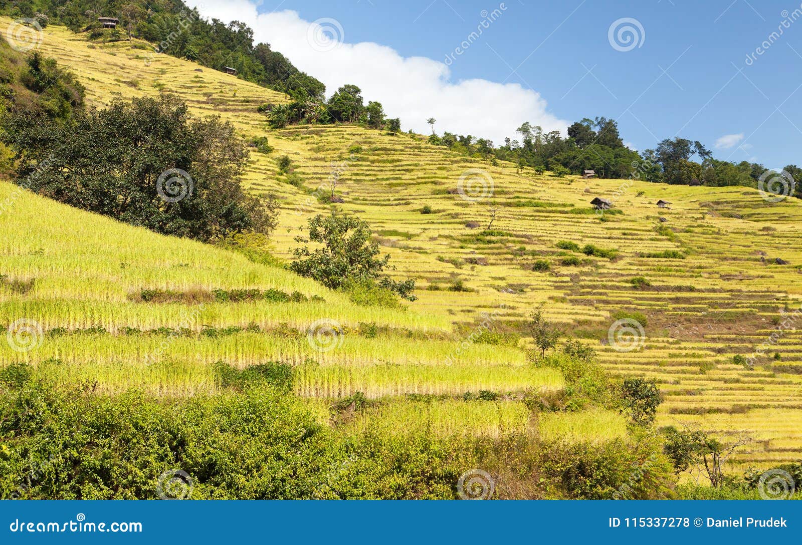 Terraced Rice or Paddy Fields in Nepal Himalayas Stock Photo - Image of ...