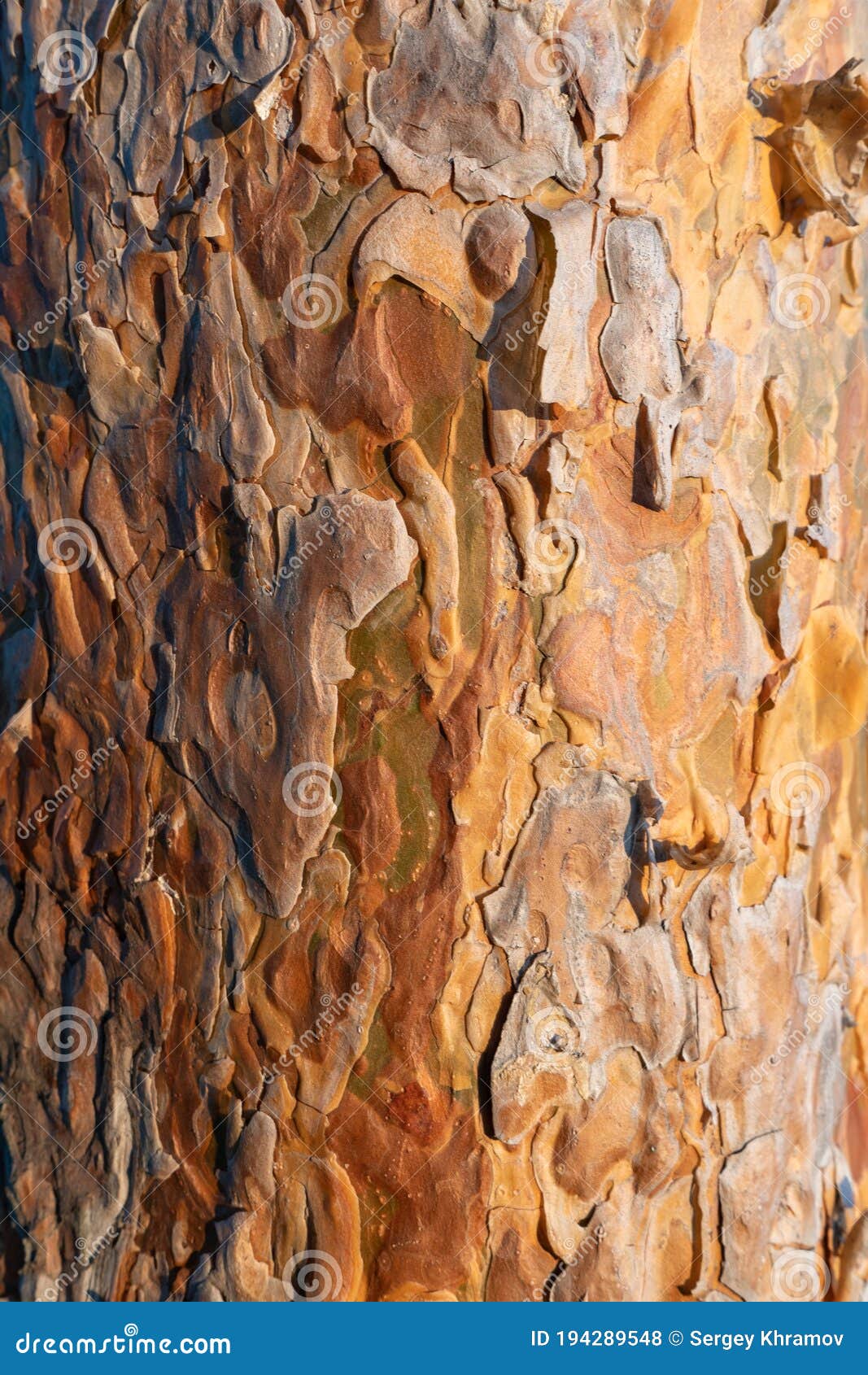 Golden Texture of Pine Bark Stock Photo - Image of severe, brown: 194289548