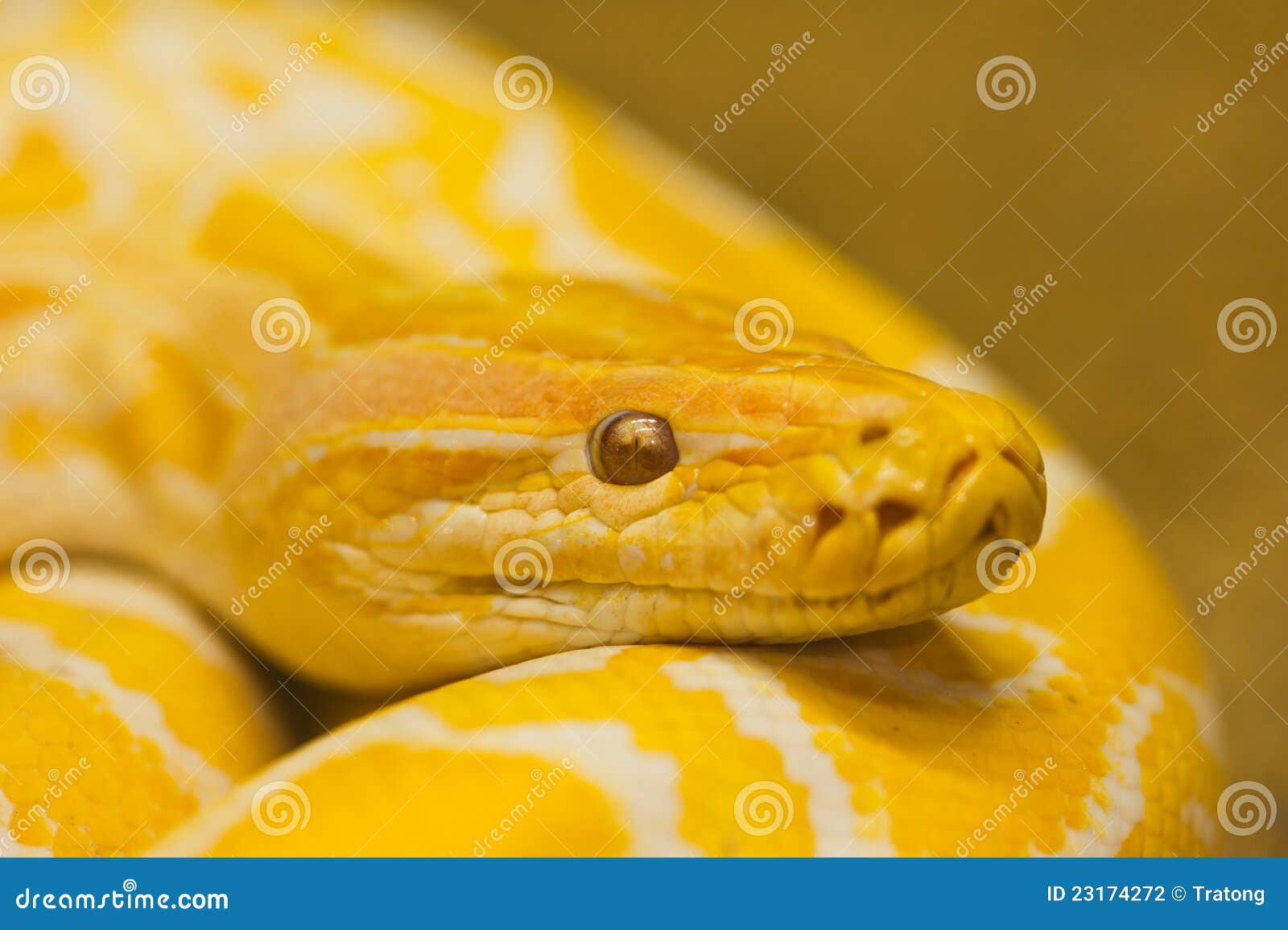 Golden Thai Python stock photo. Image of burmese, color - 23174272