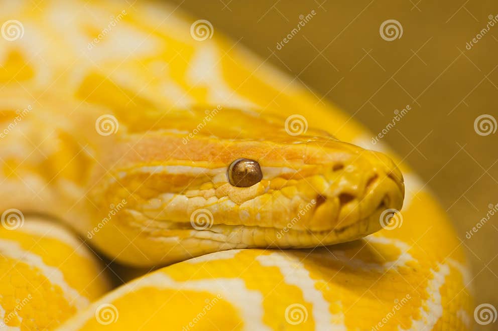 Golden Thai Python stock photo. Image of burmese, color - 23174272