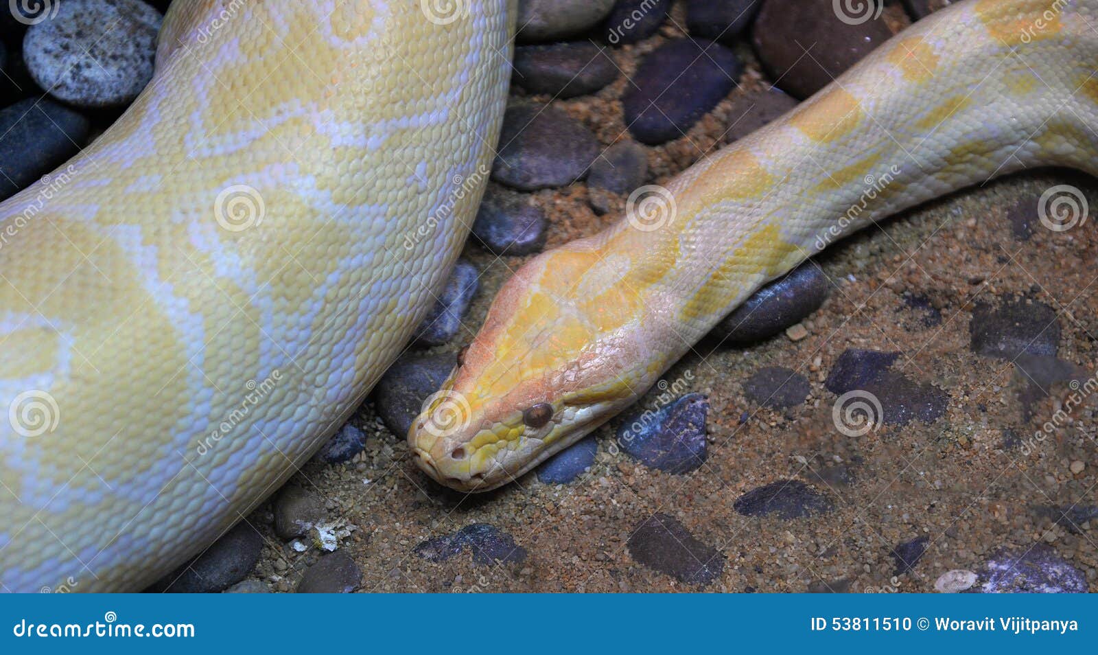 Golden thai python stock photo. Image of holding, curve - 53811510