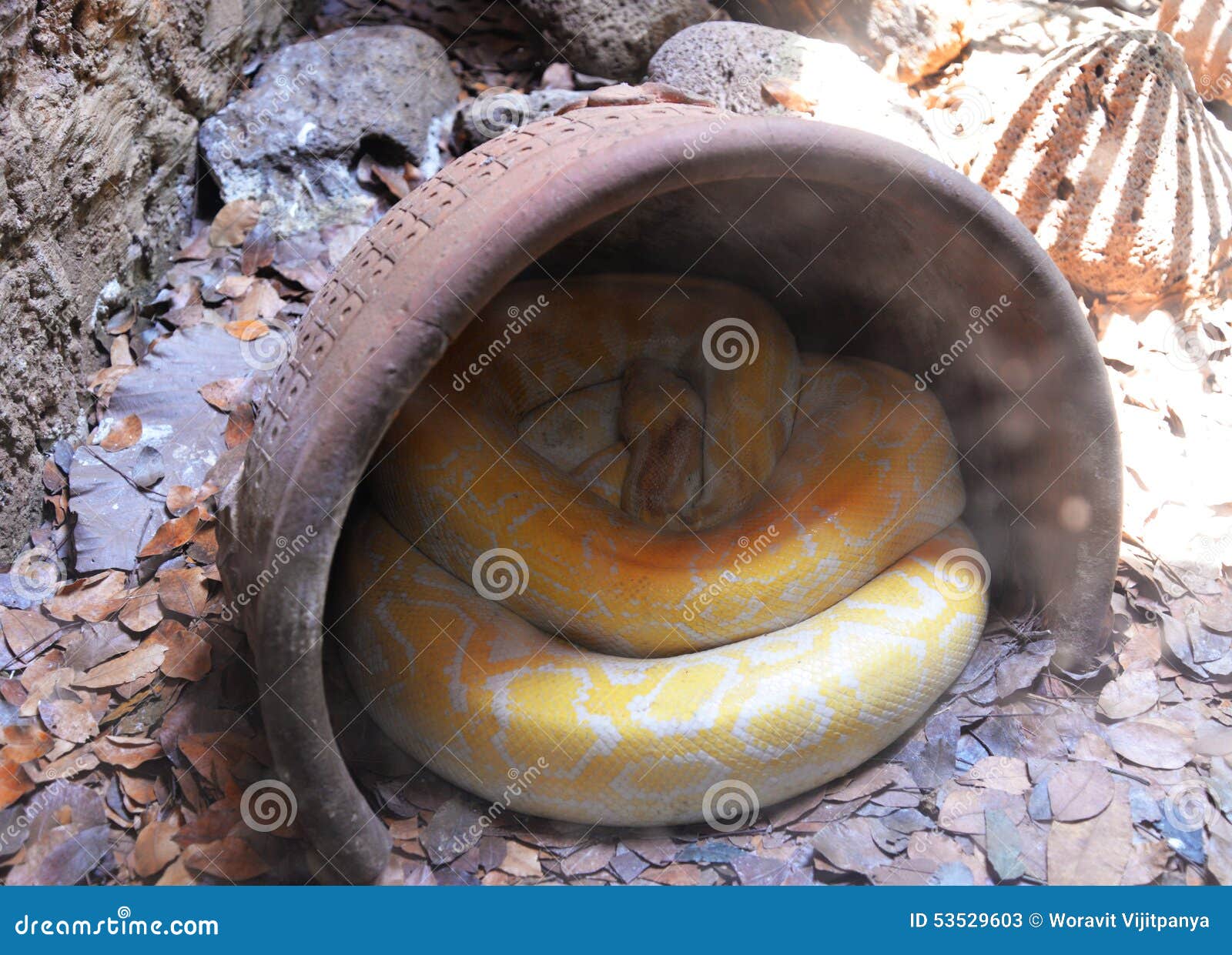 Golden thai python stock image. Image of dangerous, pupils - 53529603
