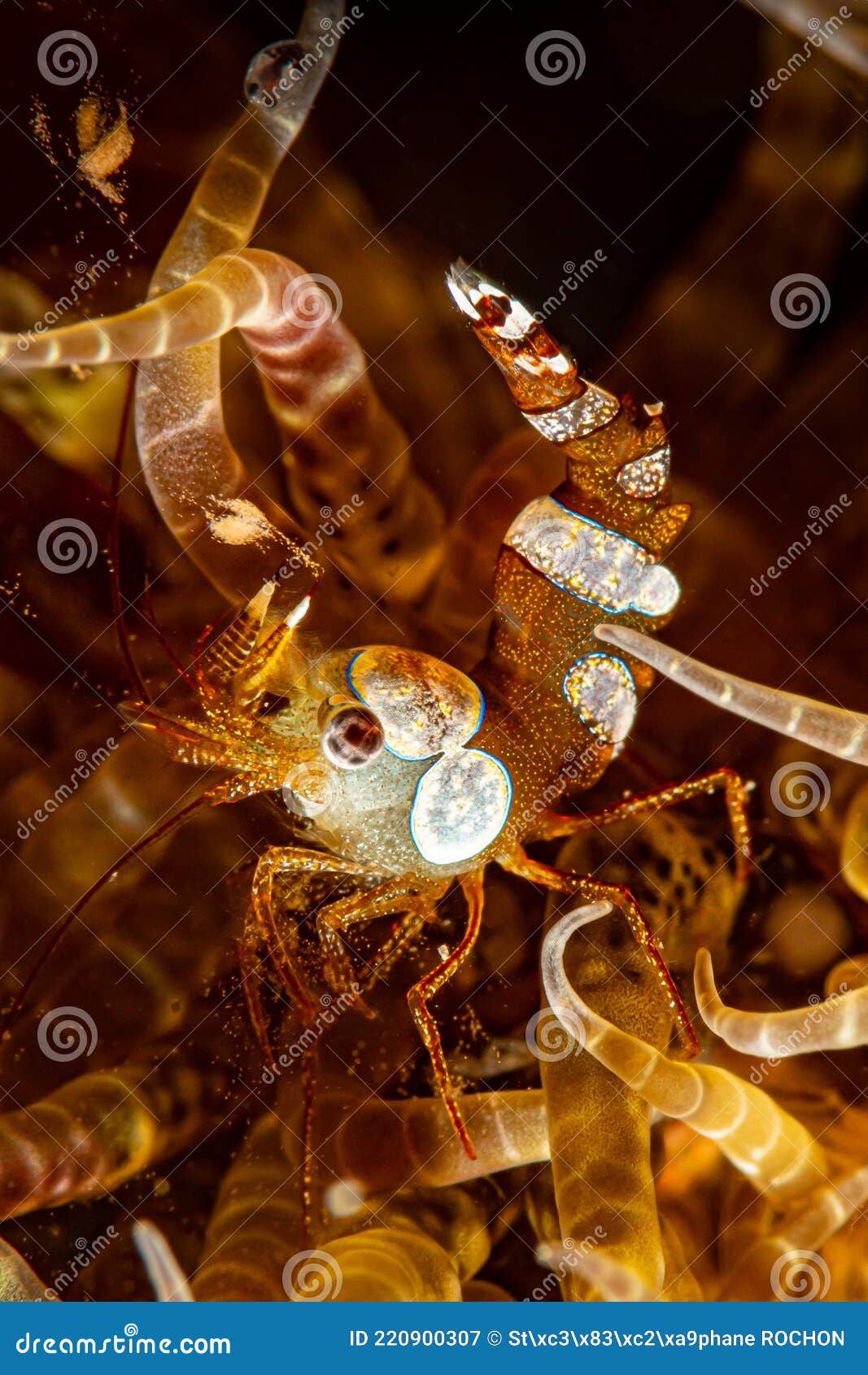 Golden Thor Amboinensis Squat Shrimp Stock Image - Image of life, thor ...