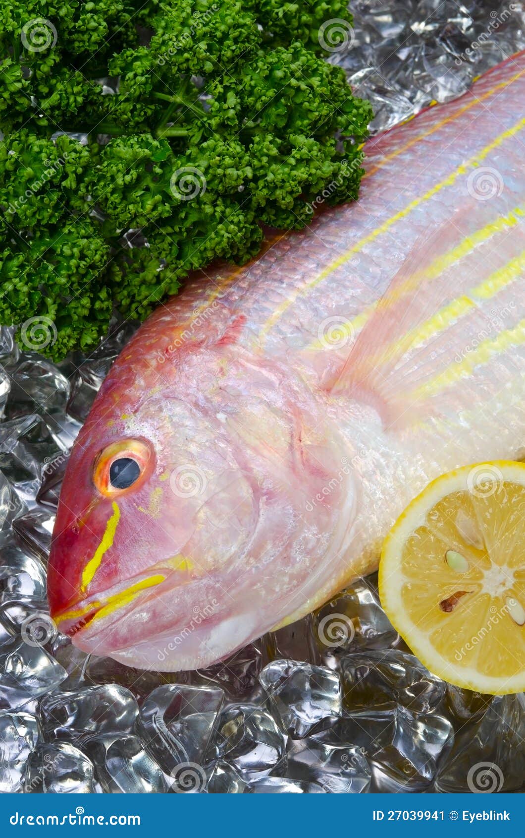 Golden threadfin bream stock image. Image of golden, besugo - 27039941
