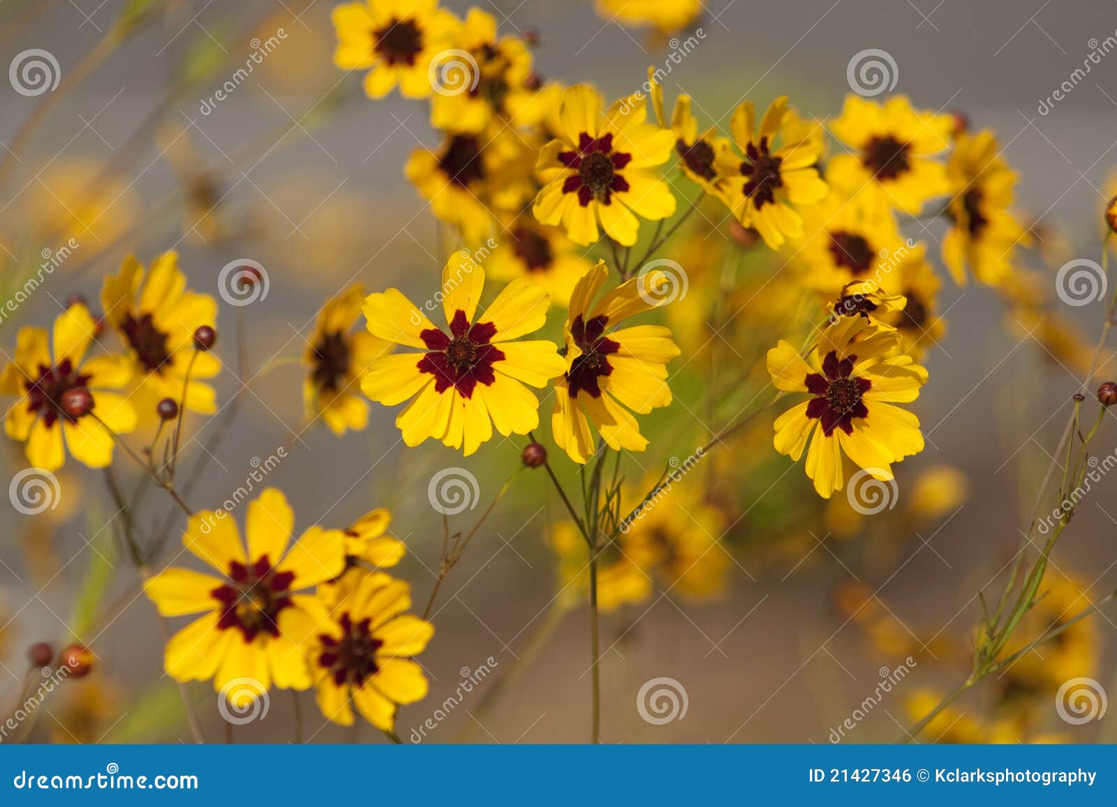 Golden Tickseed - Coreopsis Tinctoria Stock Photo - Image of tinctoria ...