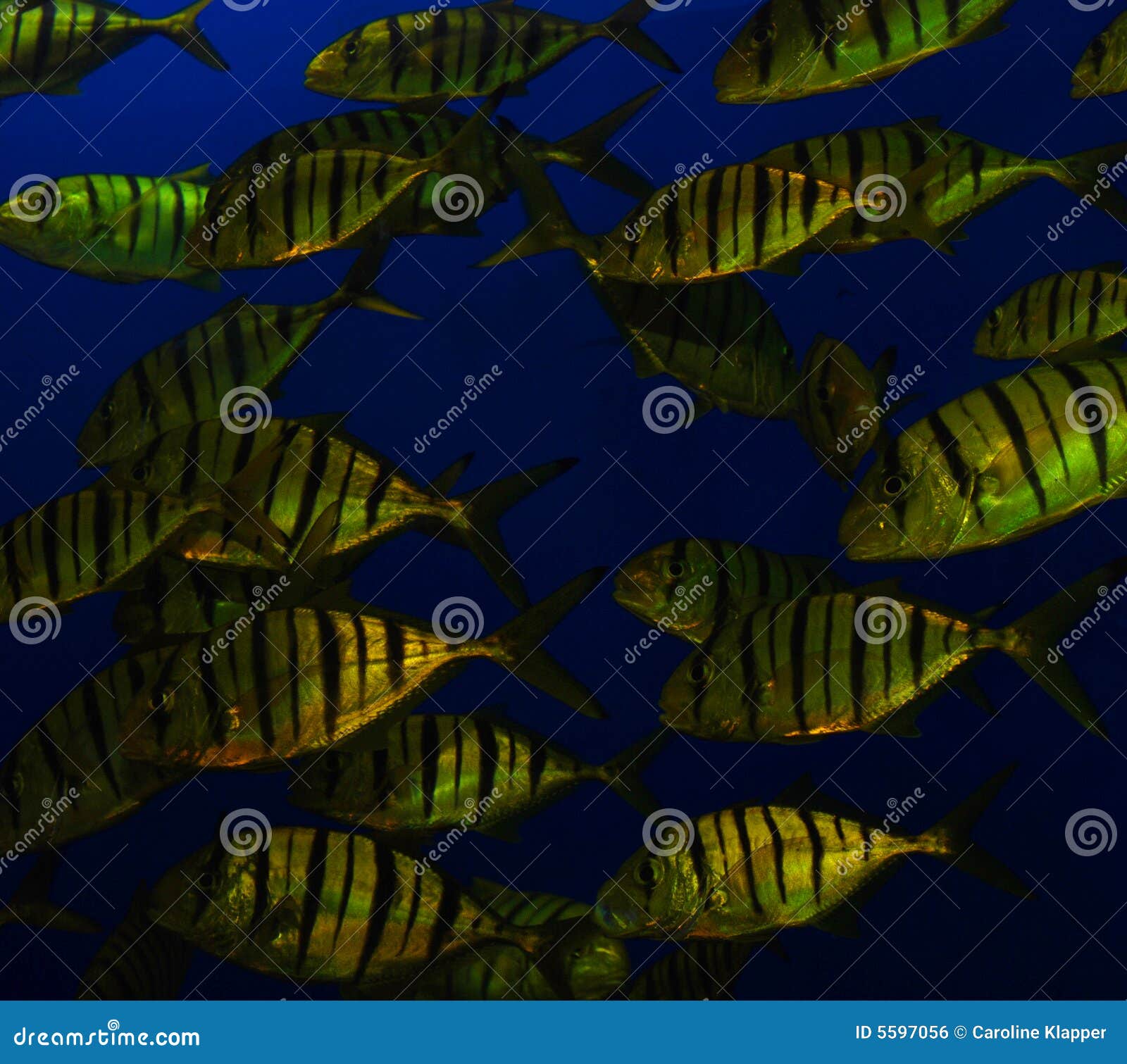 Golden Tiger Fish School stock photo. Image of marine - 5597056