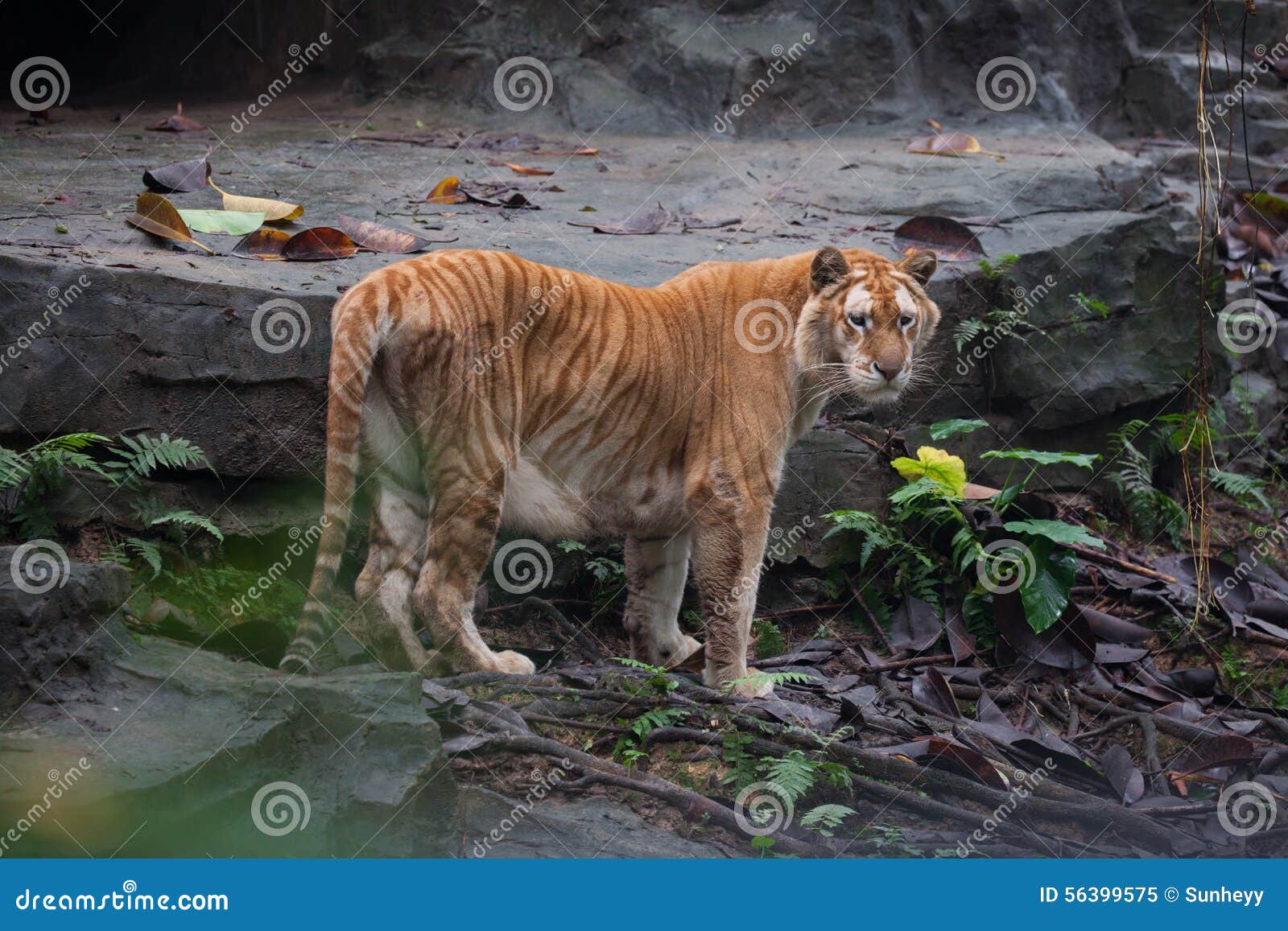 Golden Tiger Stock Images - Download 3,383 Royalty Free Photos