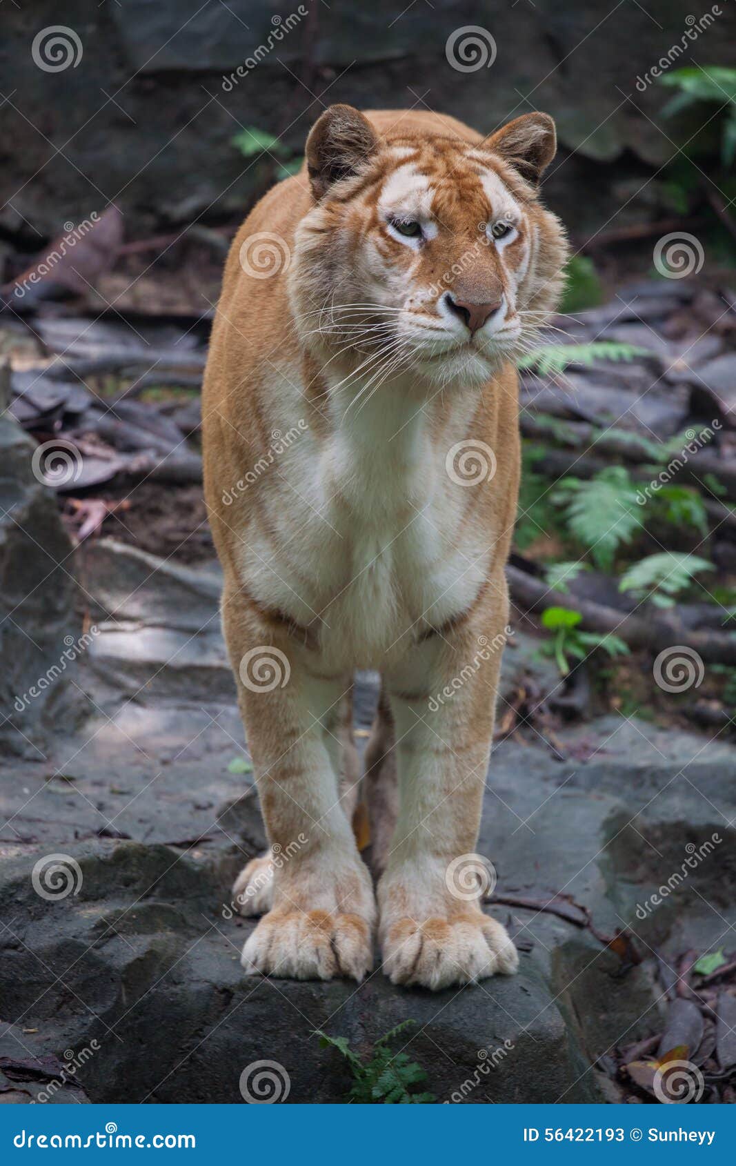 Golden tiger stock image. Image of breed, india, nail - 56422193