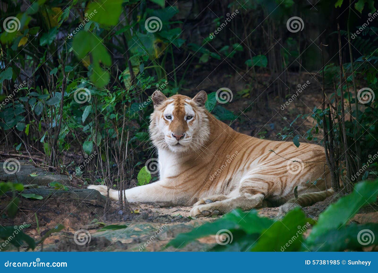 Golden tiger stock image. Image of bali, beautiful, gold - 57381985